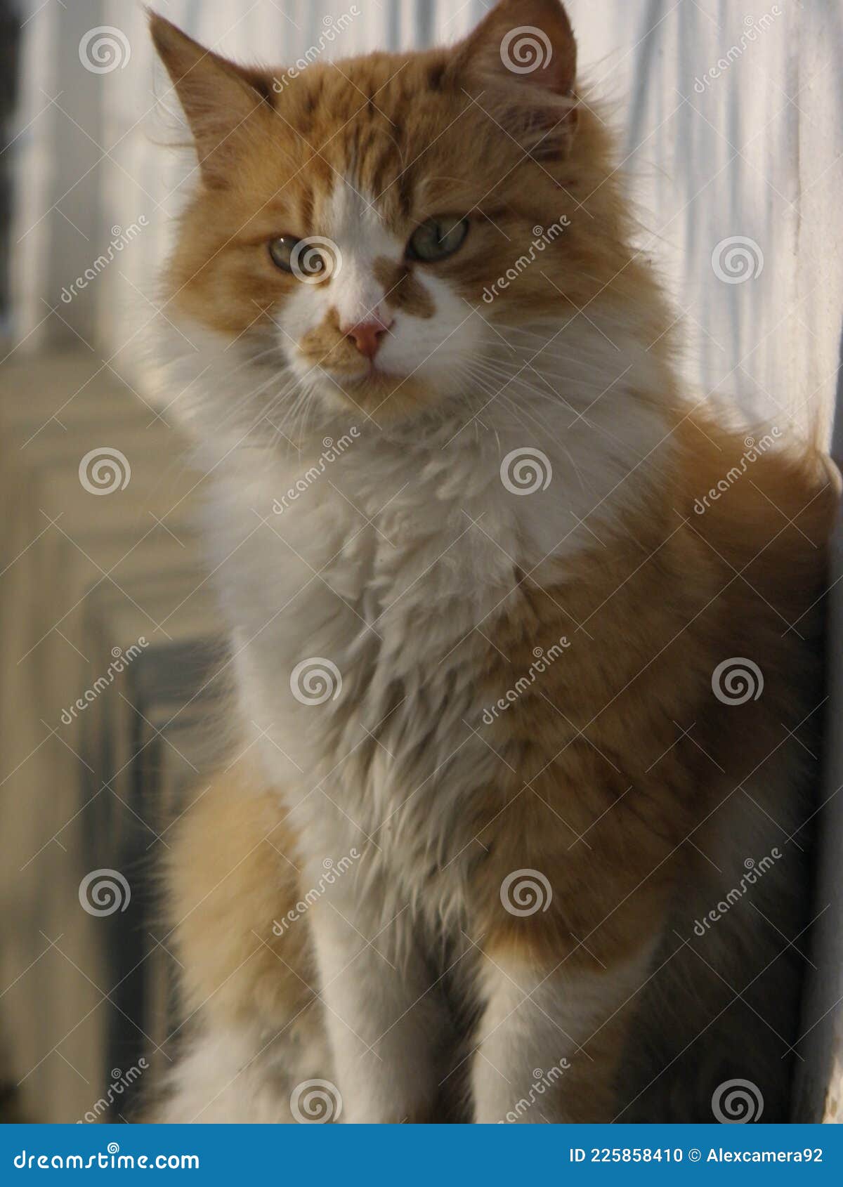 Big ginger cat stock photo. Image of great, daisy, garden - 225858410