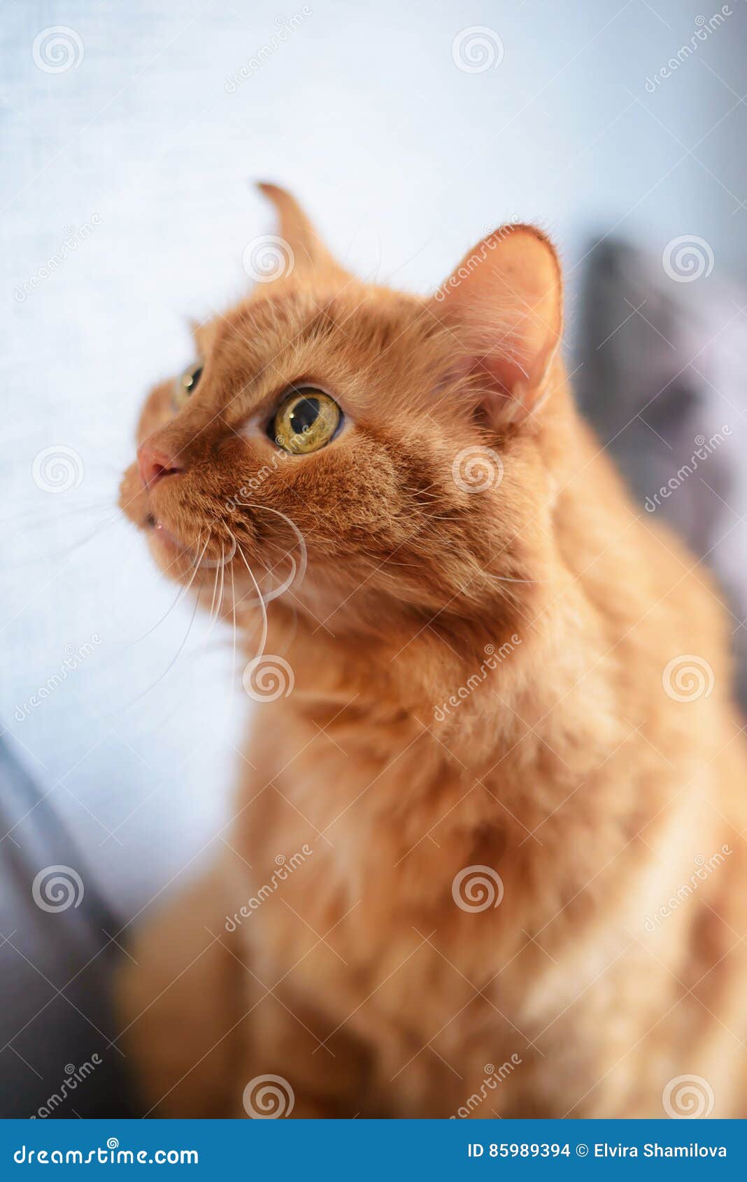 A big ginger cat stock photo. Image of beautiful, kitten - 85989394