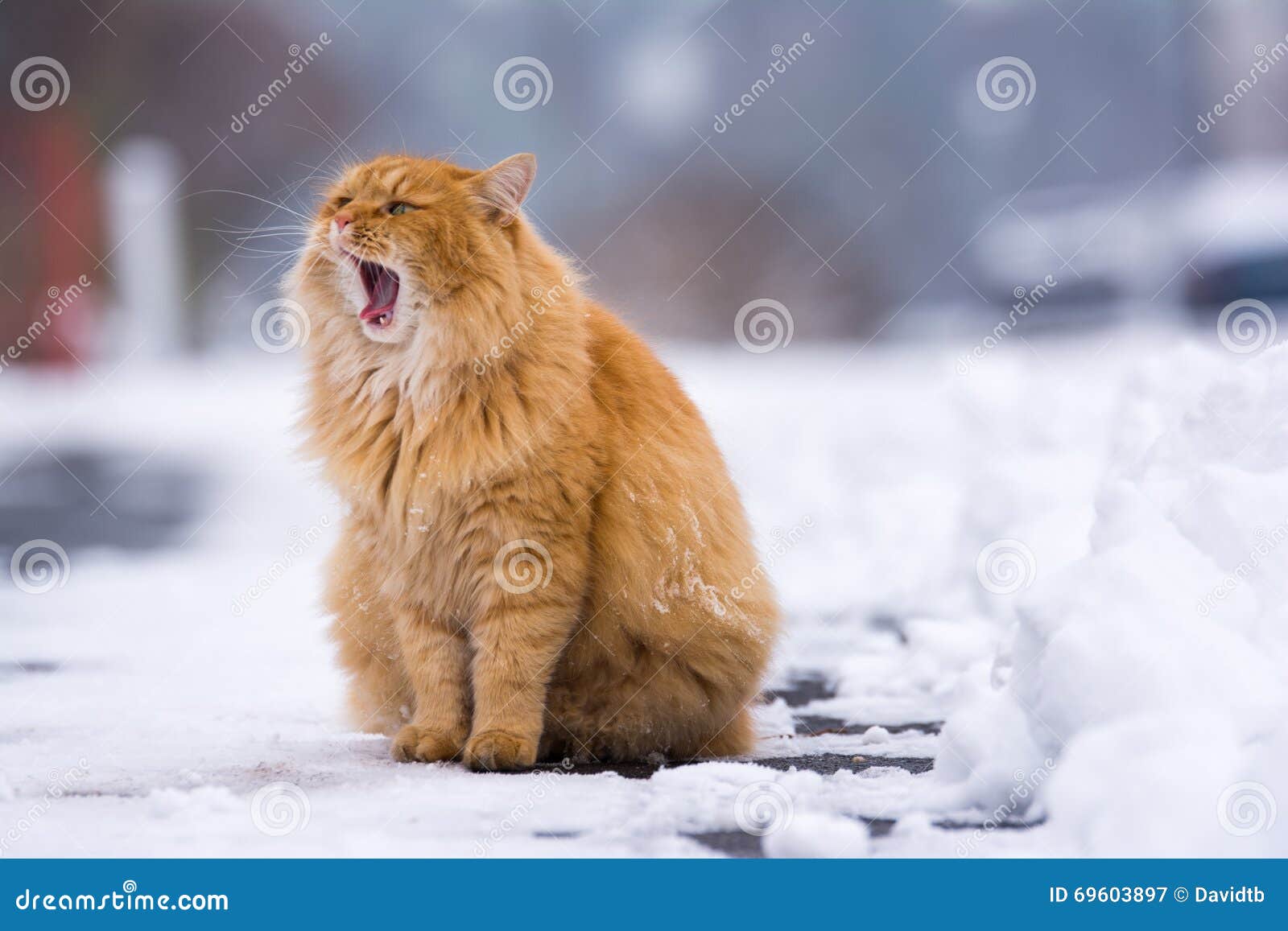 Big Ginger Cat Sitting on a Snowy Street Stock Image - Image of orange ...