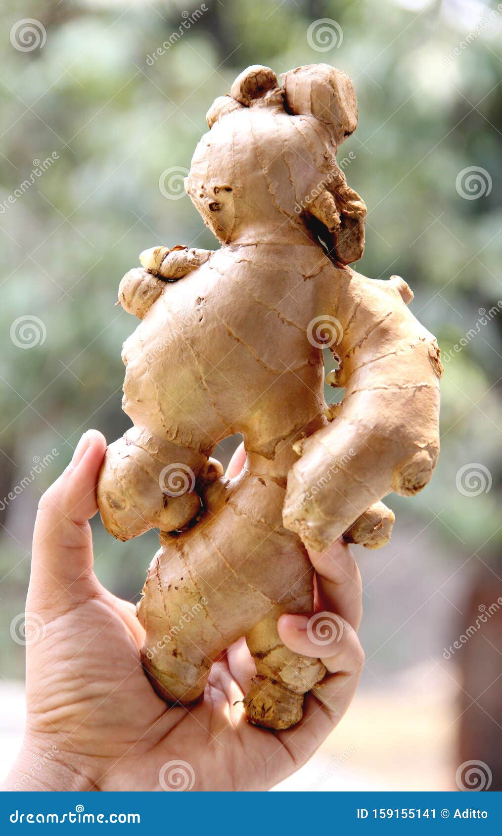 Big Ginger - human shape stock image. Image of eating - 159155141