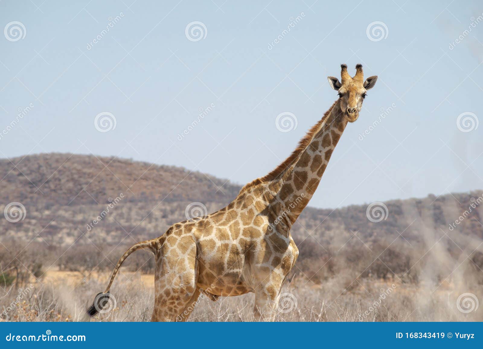 Big giraffe looking stock image. Image of animal, fauna - 168343419