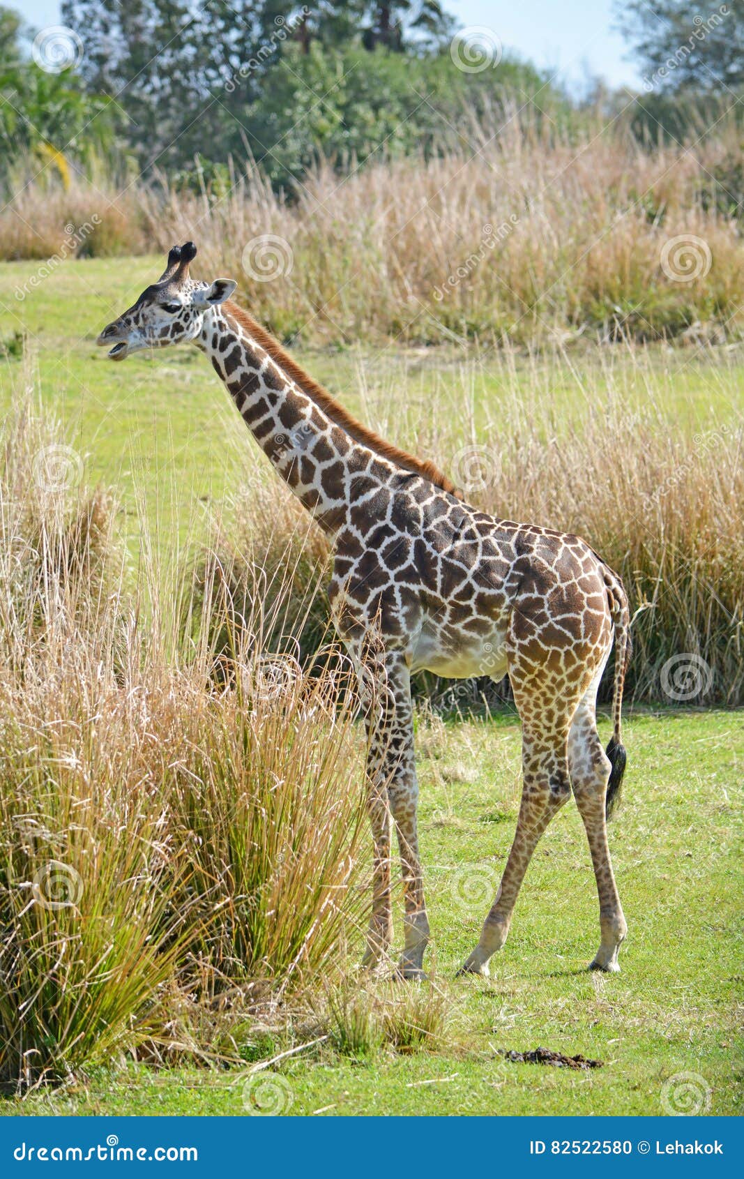 Big giraffe stock photo. Image of orange, mara, grass - 82522580