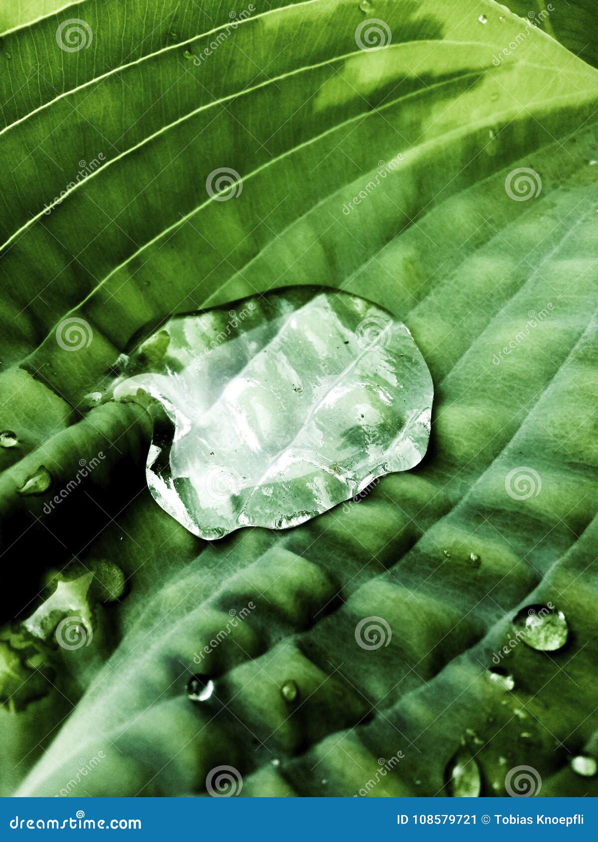 Water Drop on Rippled Leaf stock image. Image of leaf - 108579721