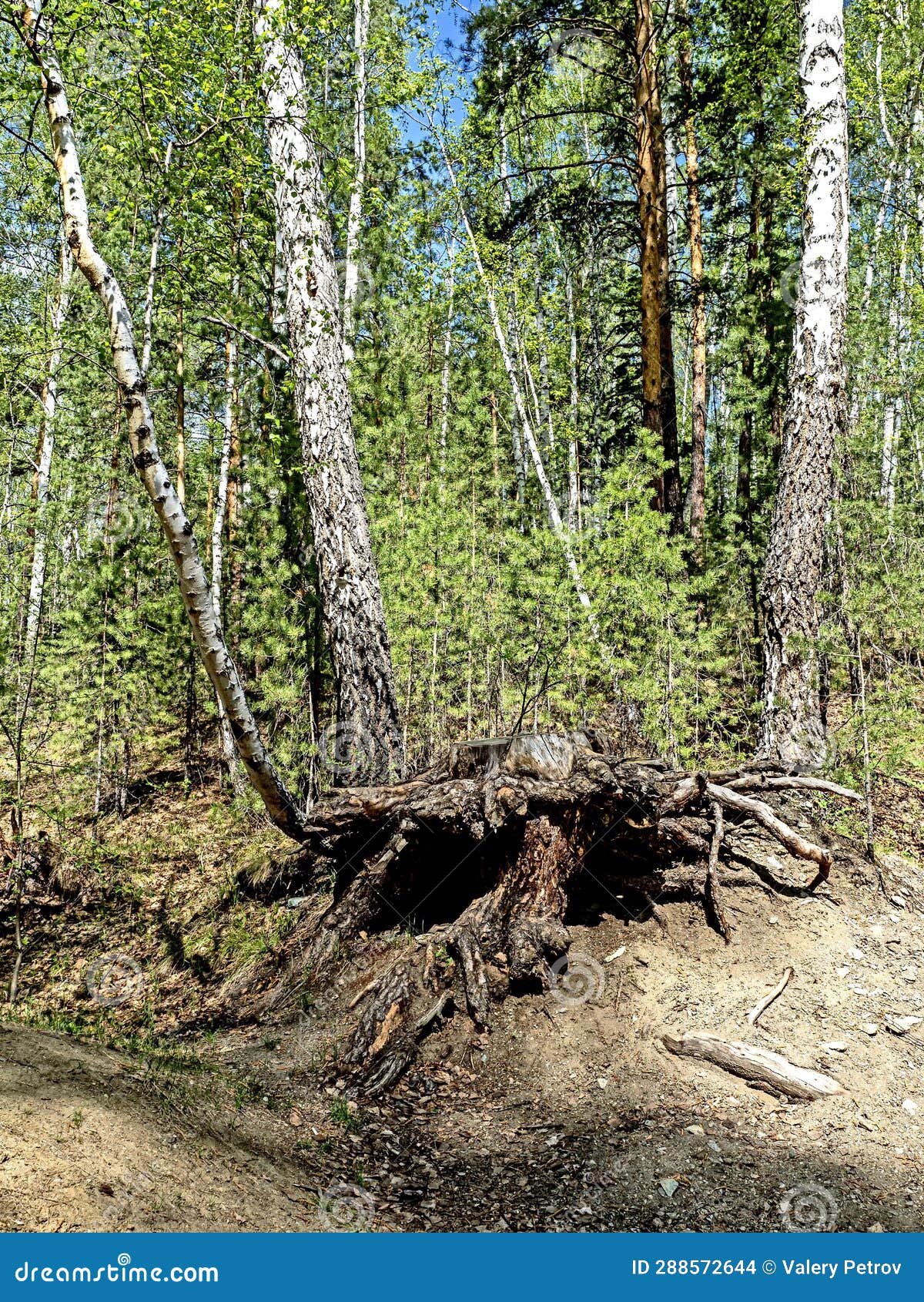 Big Gnarled Stump in the Forest Stock Photo - Image of outdoor ...