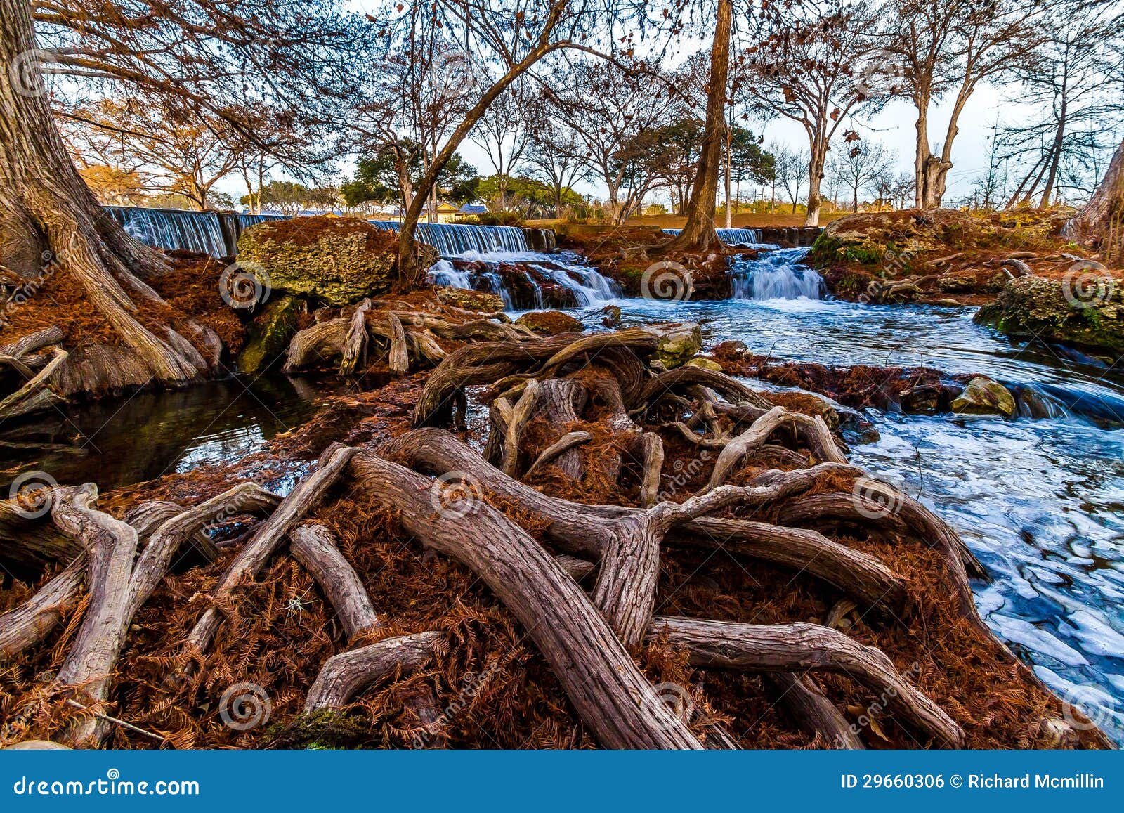 Big Gnarly Cypress Roots Surrounding River and Wat Stock Photo - Image ...