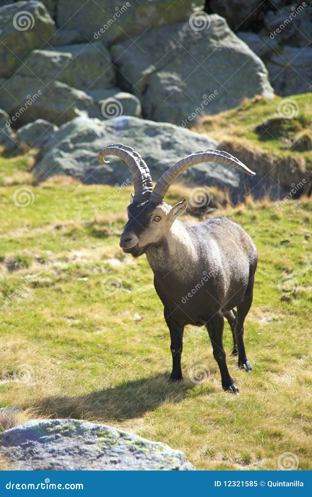Big goat hearing stock image. Image of outdoor, mountain - 12321585
