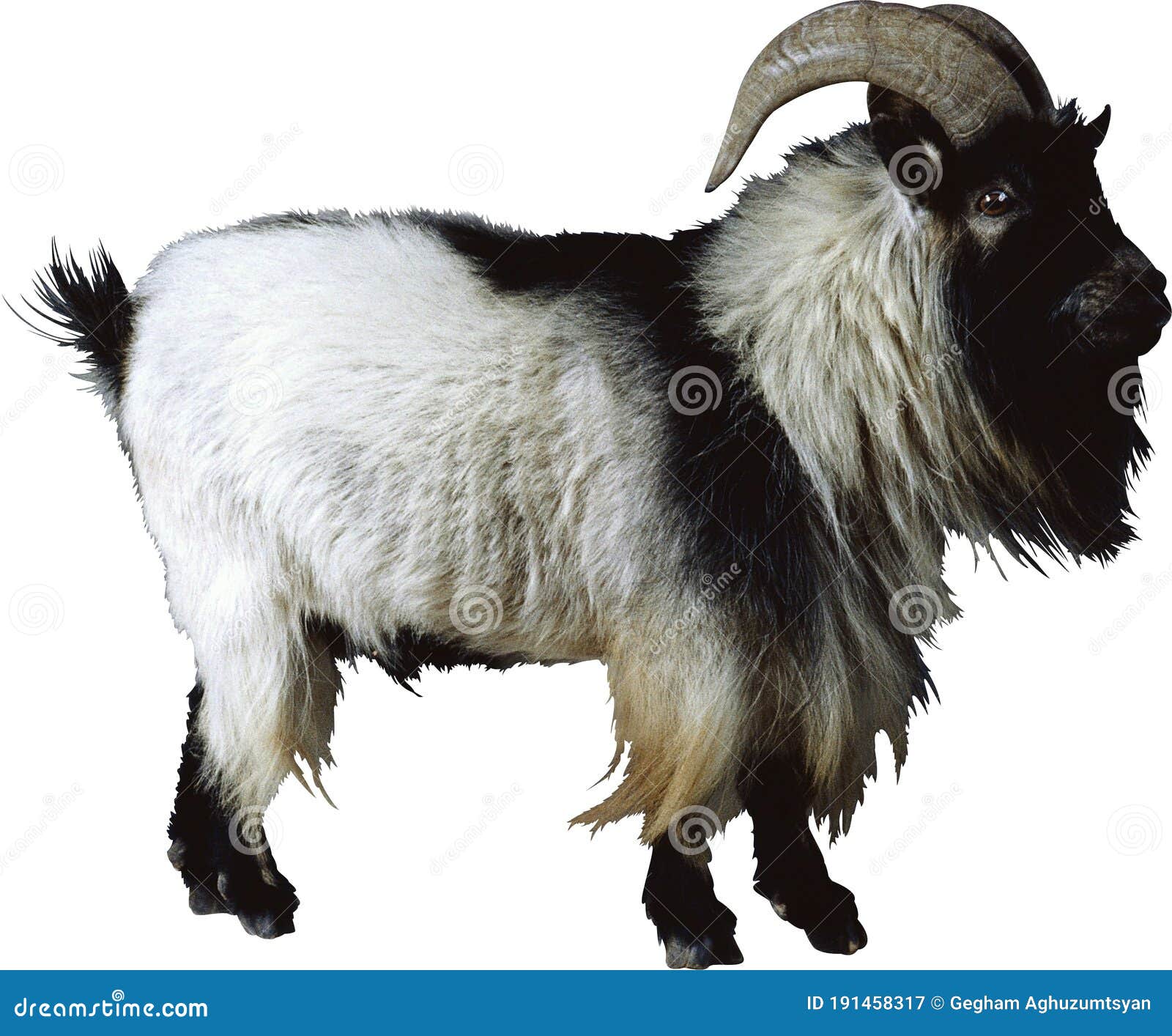 Big goat stock image. Image of closeup, white, posing - 191458317
