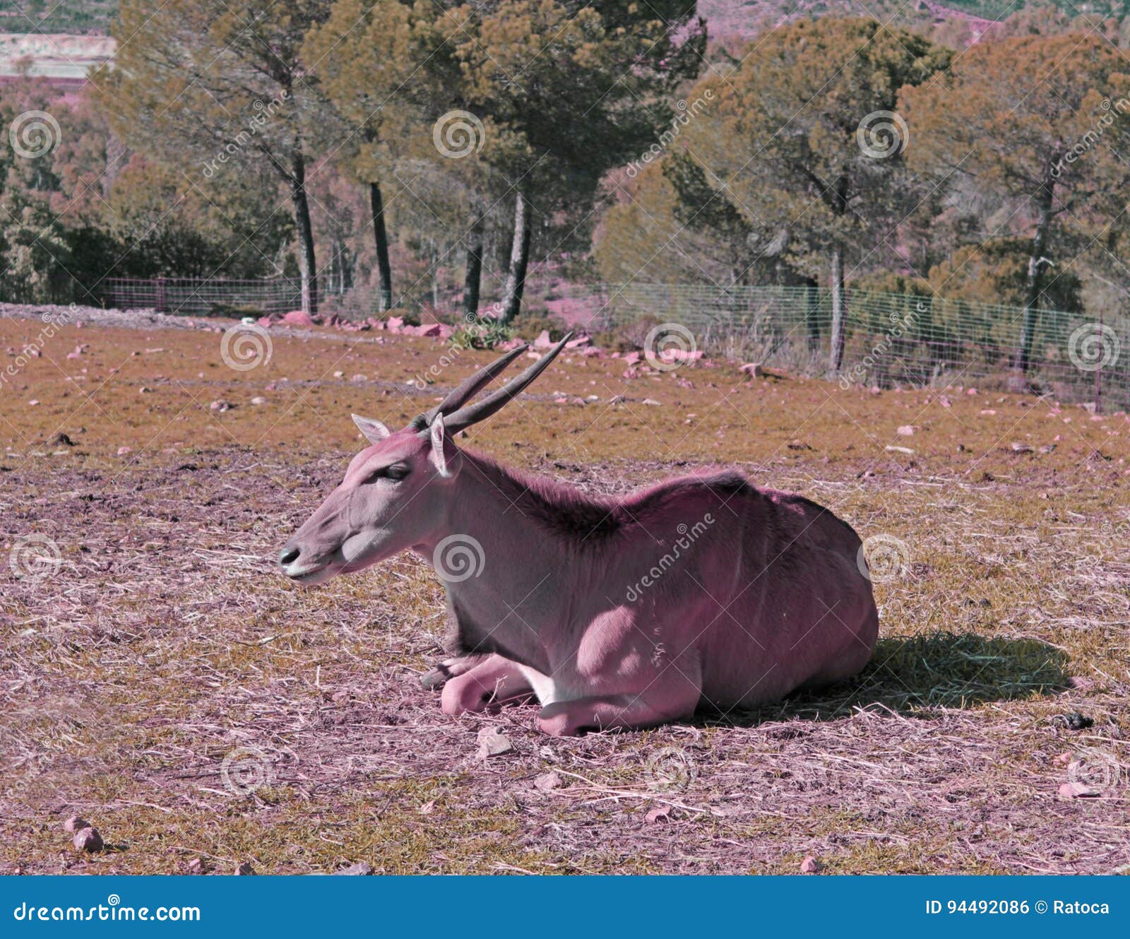 Big goat stock photo. Image of brown, farm, male, european - 94492086
