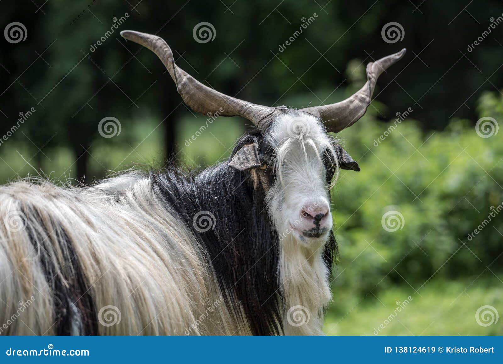 Big goat. stock image. Image of farm, livestock, countryside - 138124619