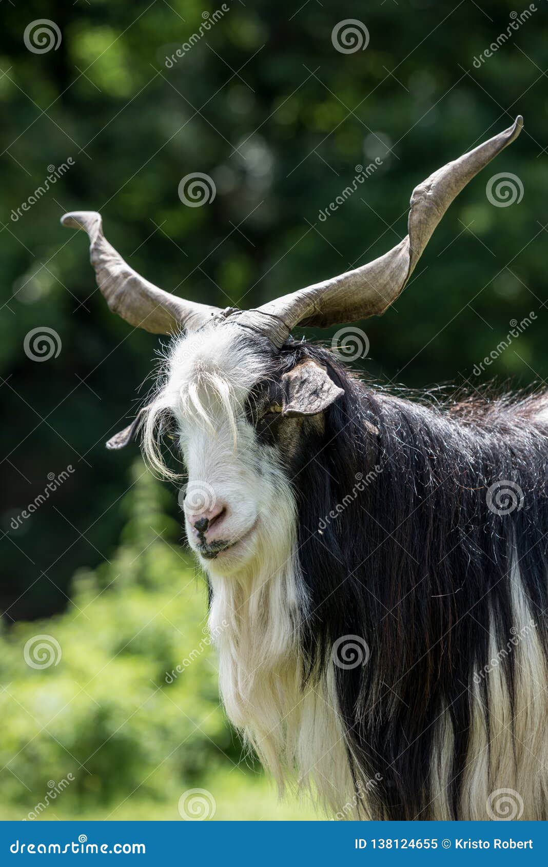Big goat. stock image. Image of livestock, brown, standing - 138124655
