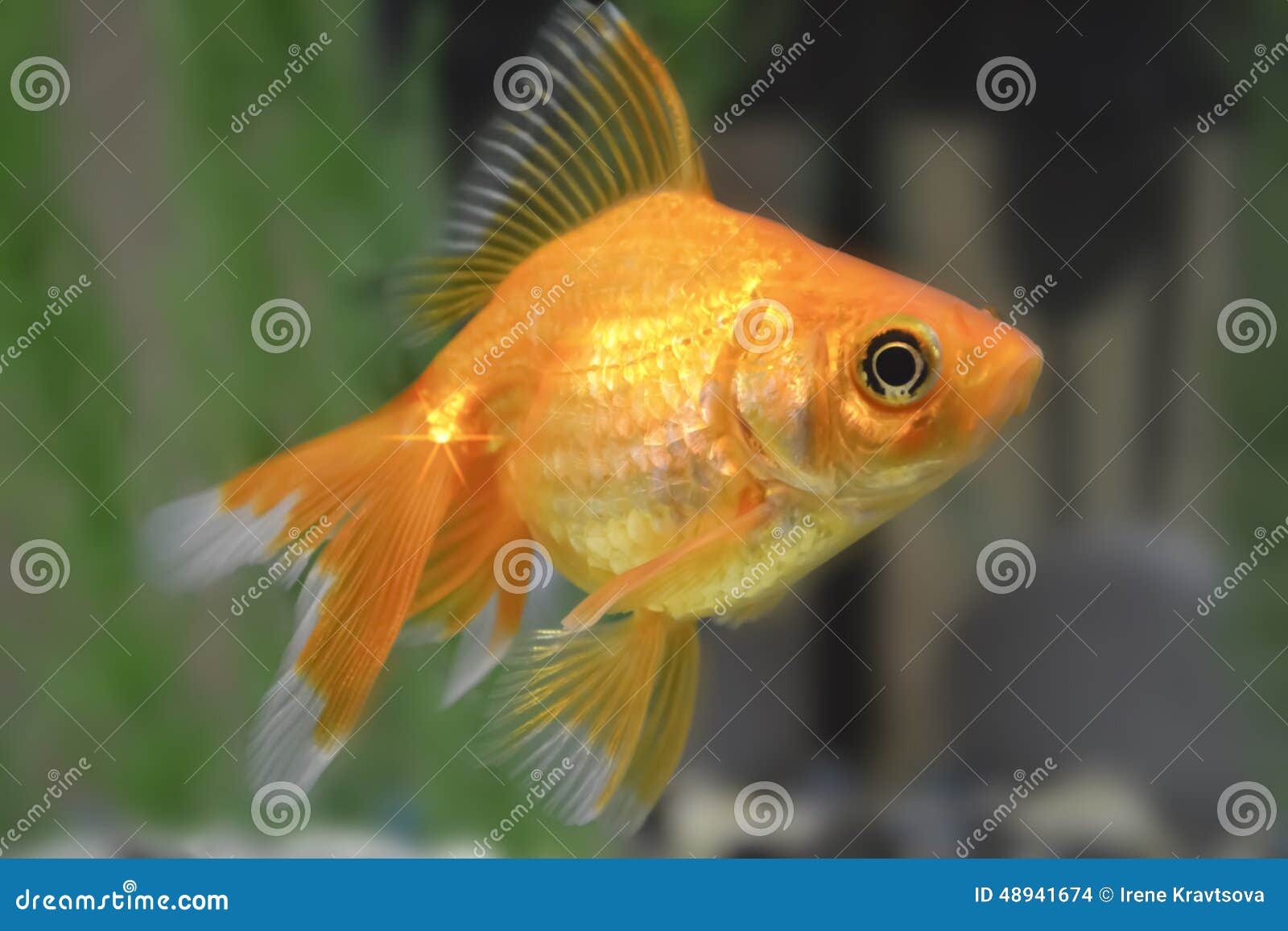 Largest Gold Fish