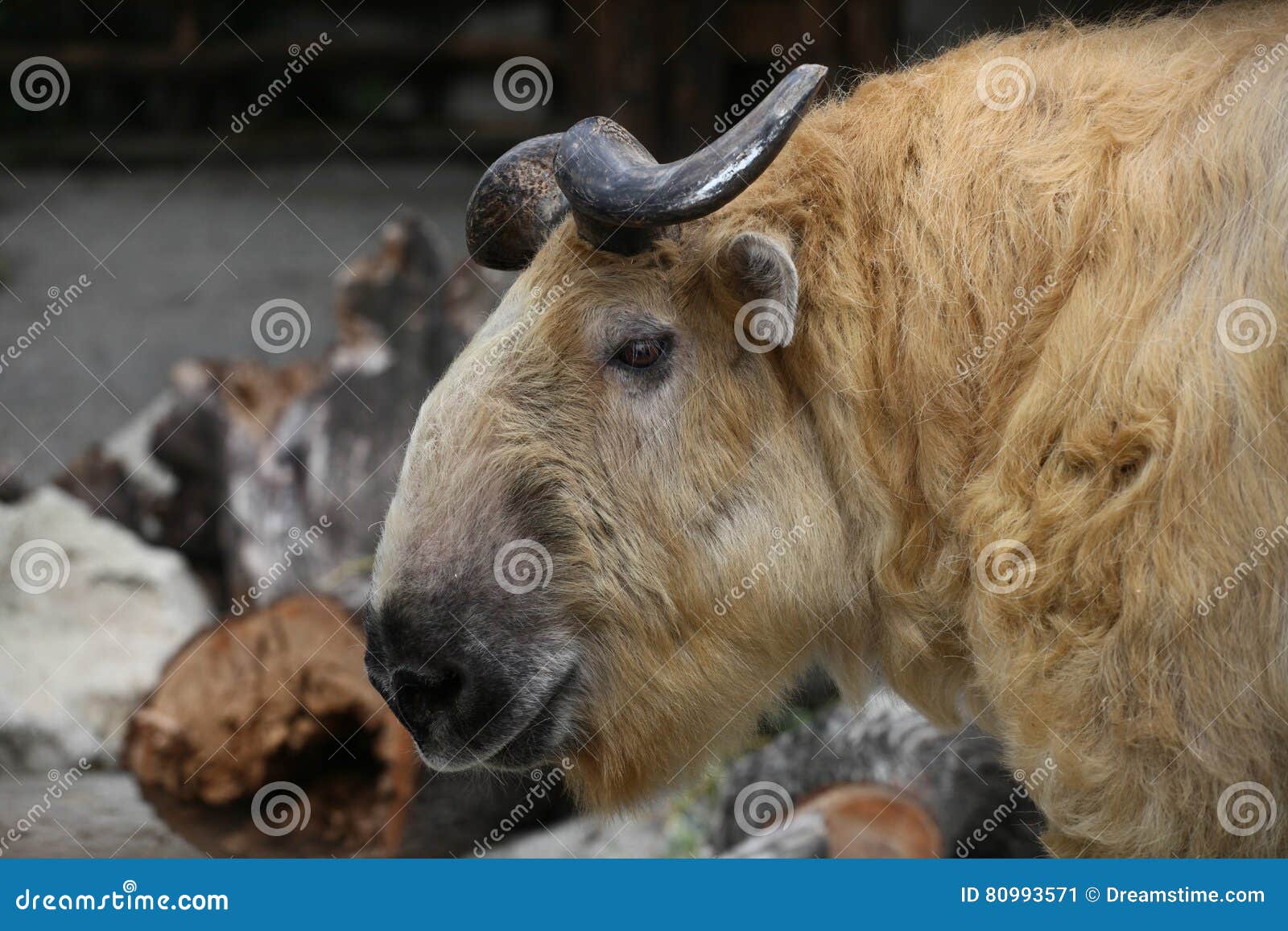 Big golden takin stock image. Image of black, cloven - 80993571
