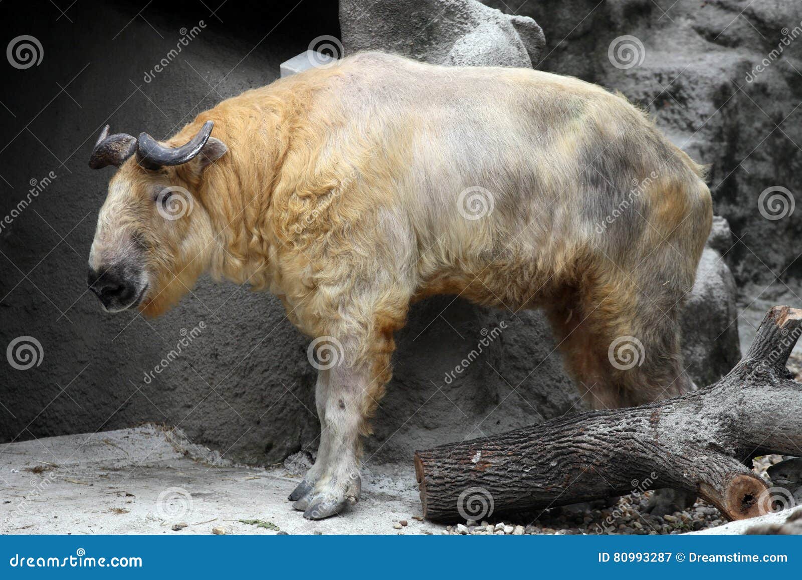 Big golden takin stock image. Image of buffalo, golden - 80993287