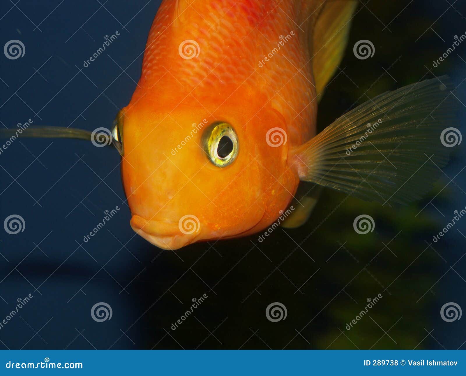Big Goldfish Royalty Free Stock Photos - Image: 289738