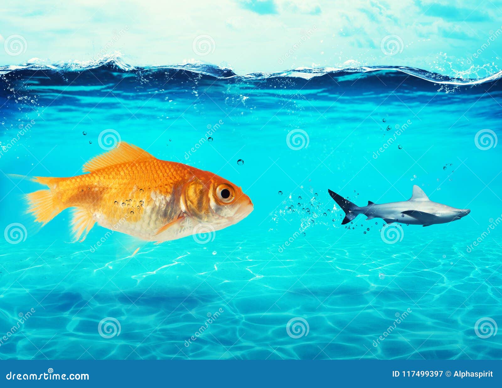 Big Goldfish Attacks a Scared Shark in the Ocean. Concept of Bravery ...