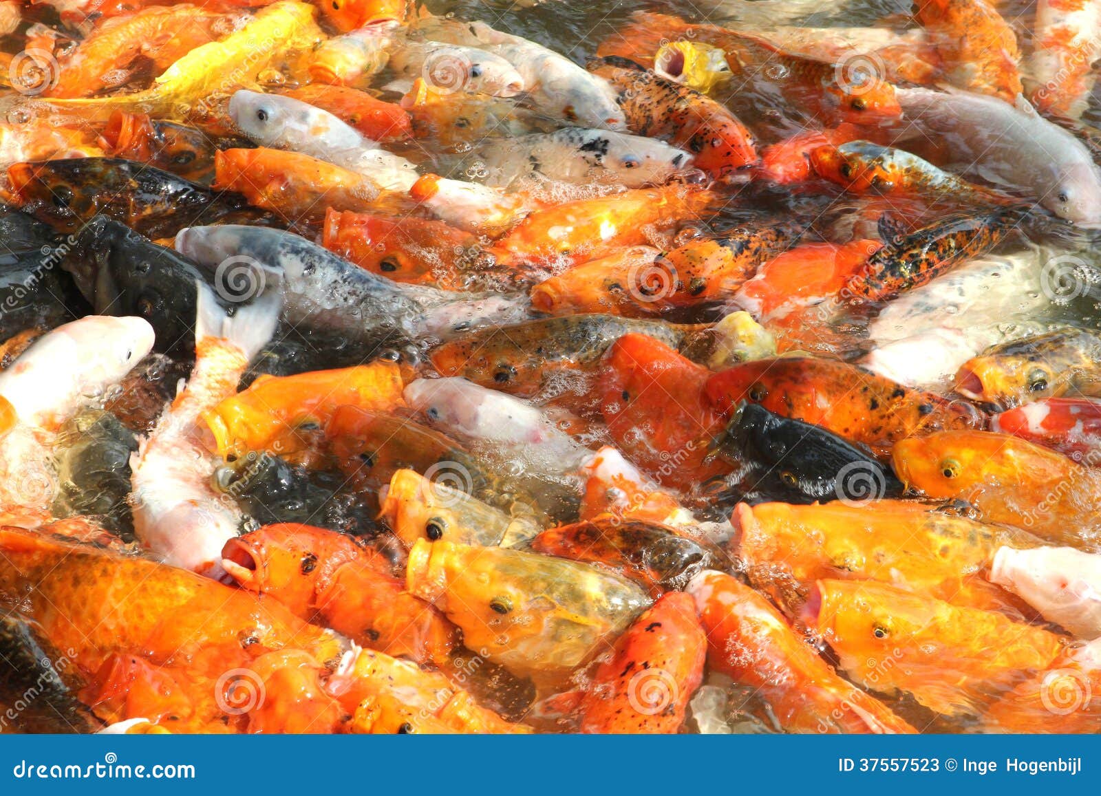 Big orange goldfish, China stock image. Image of crowded - 37557523