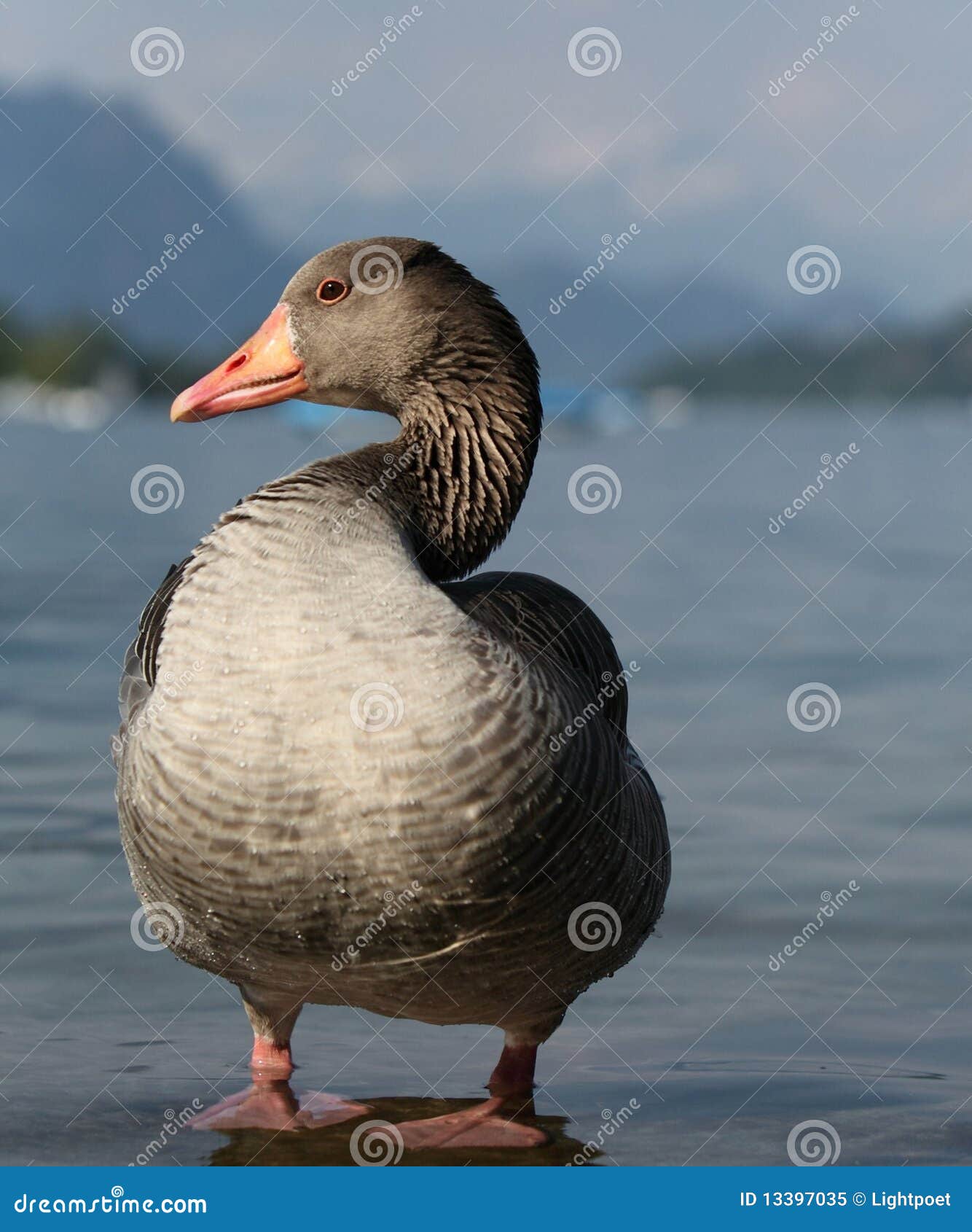 Big goose stock image. Image of portrait, black, bird - 13397035