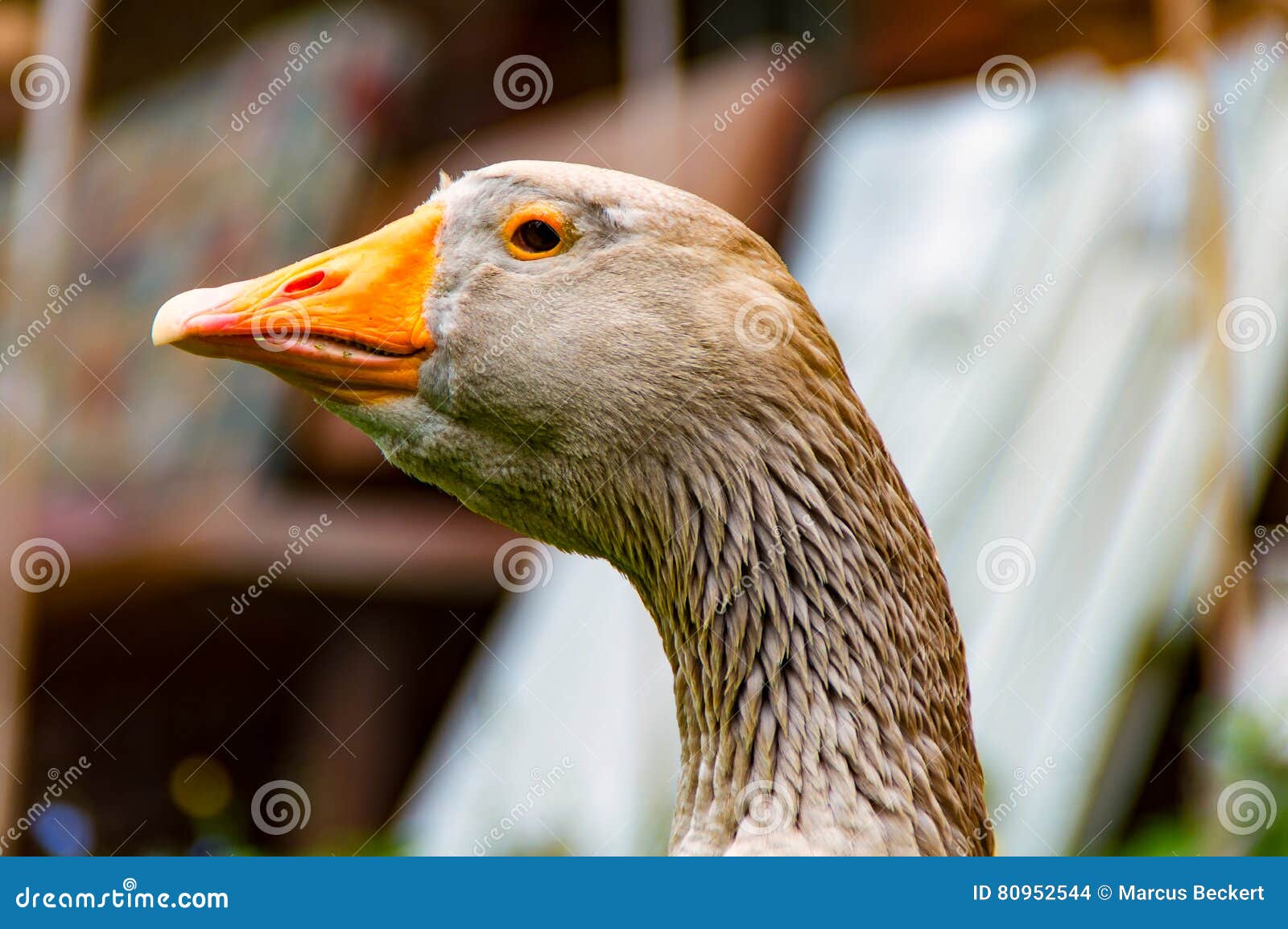 The big Goose stock photo. Image of orange, grey, eating - 80952544