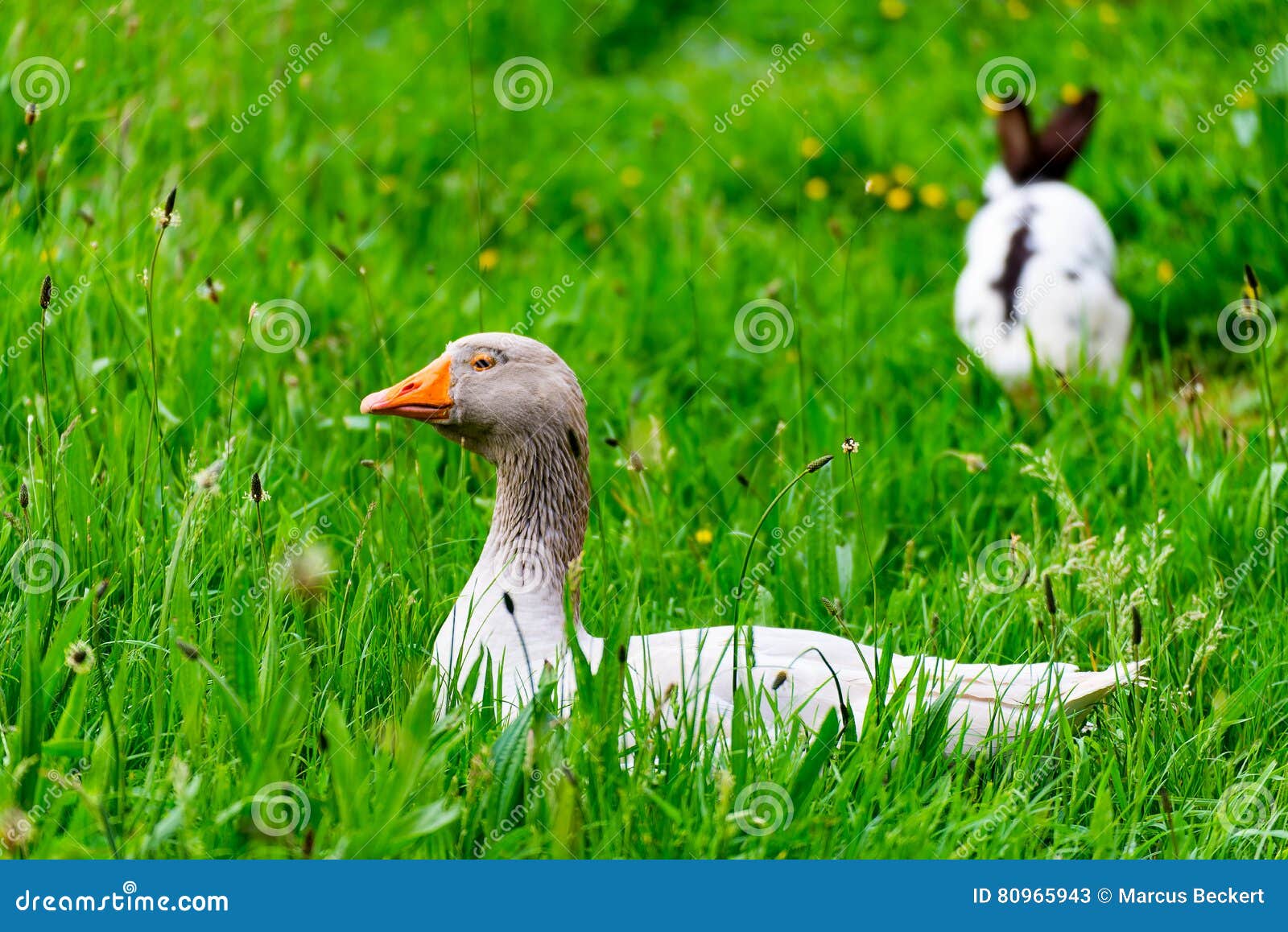The big Goose 2 stock image. Image of lake, goose, anser - 80965943