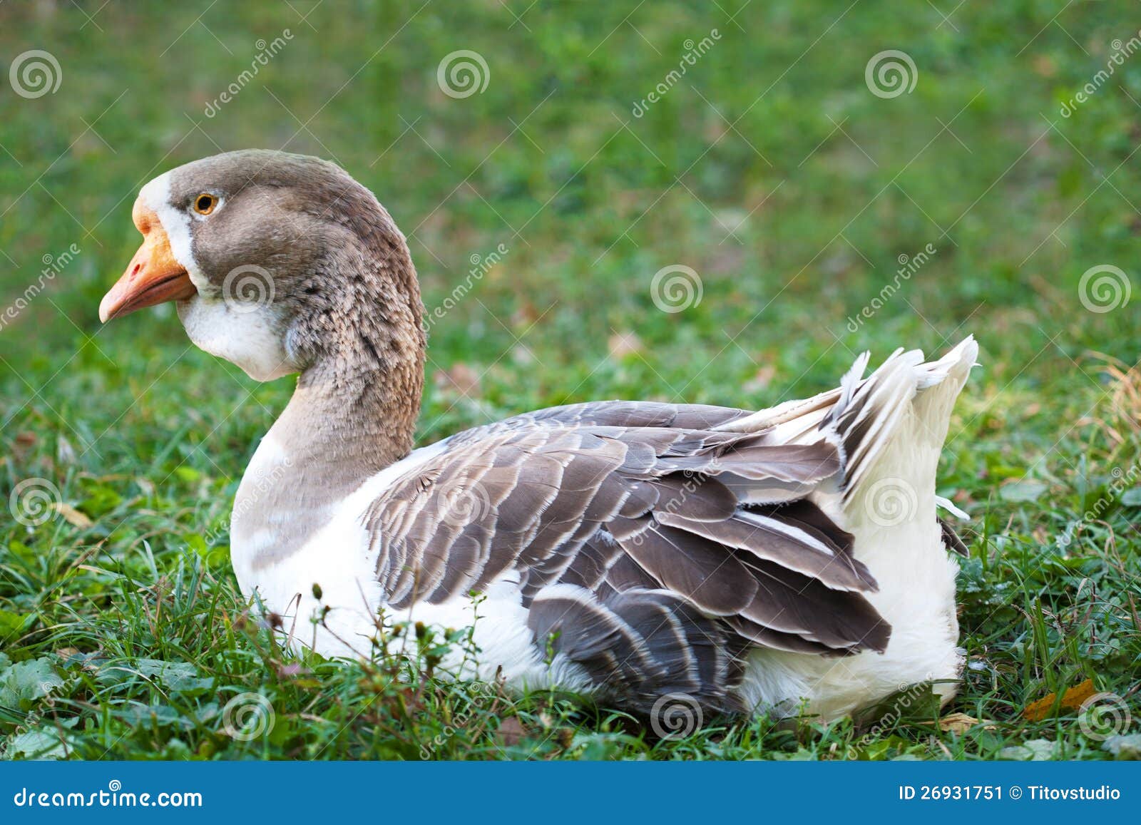 Big Goose in a Green Meadow Stock Image - Image of grass, meadow: 26931751