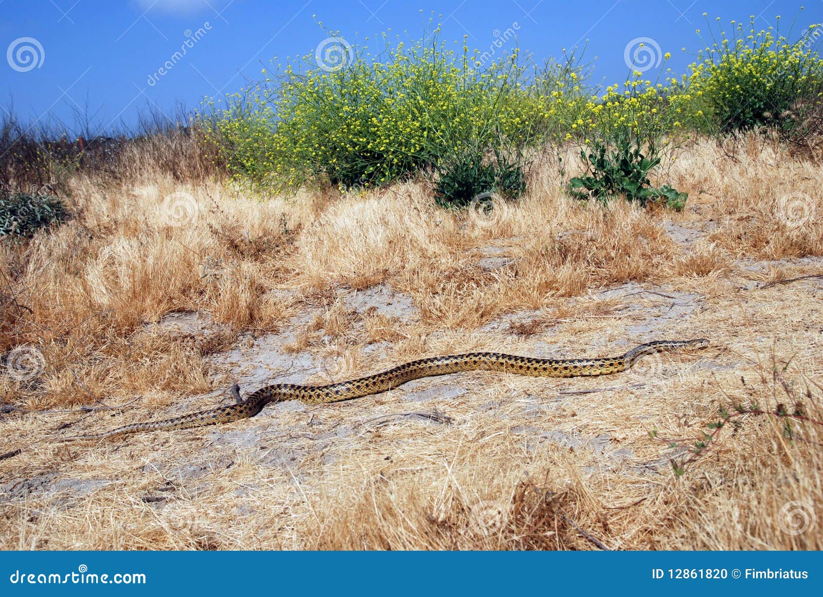 A Big Gopher Snake Slithering on the Ground Stock Photo - Image of ...