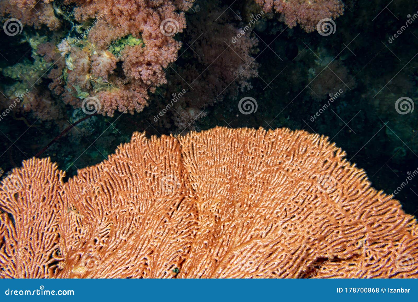 Big Gorgonia Diving Indonesia Stock Photo - Image of color, wildlife ...