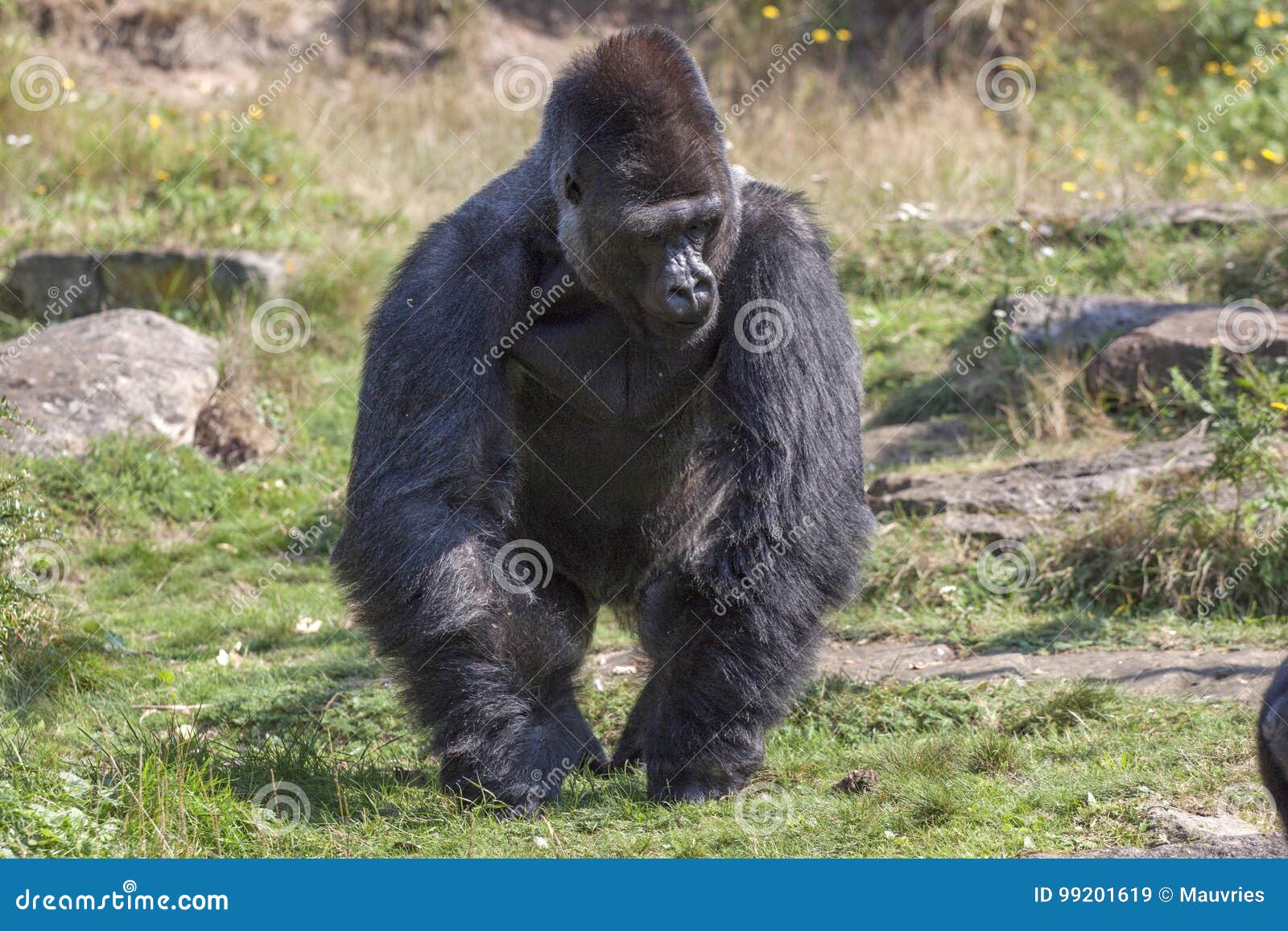 Big gorilla stock image. Image of baby, adult, gorilla - 99201619