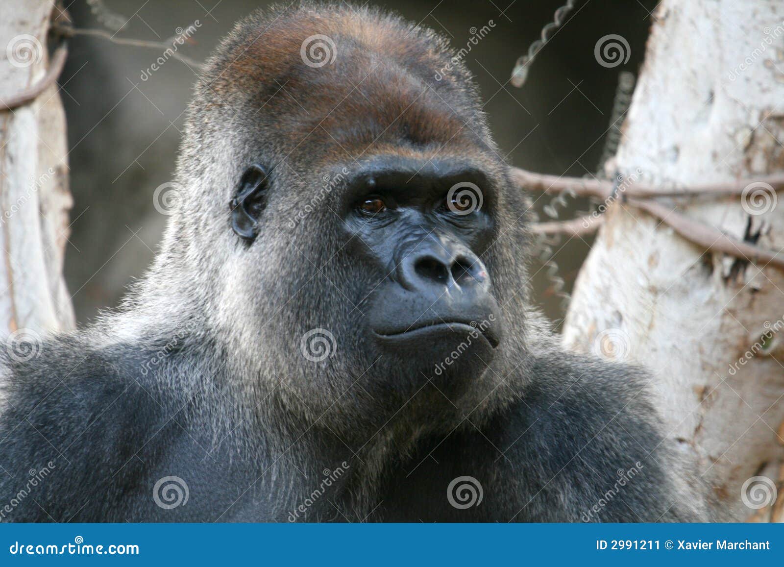 Big gorilla face stock image. Image of hair, monkey, grin - 2991211