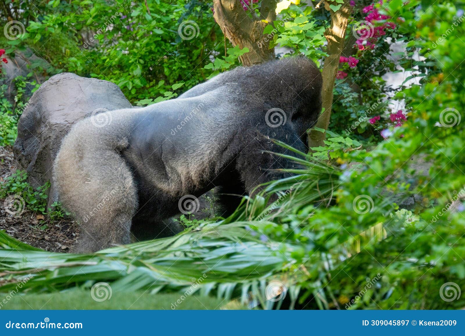 Big gorilla stock image. Image of silverback, face, gorilla - 309045897