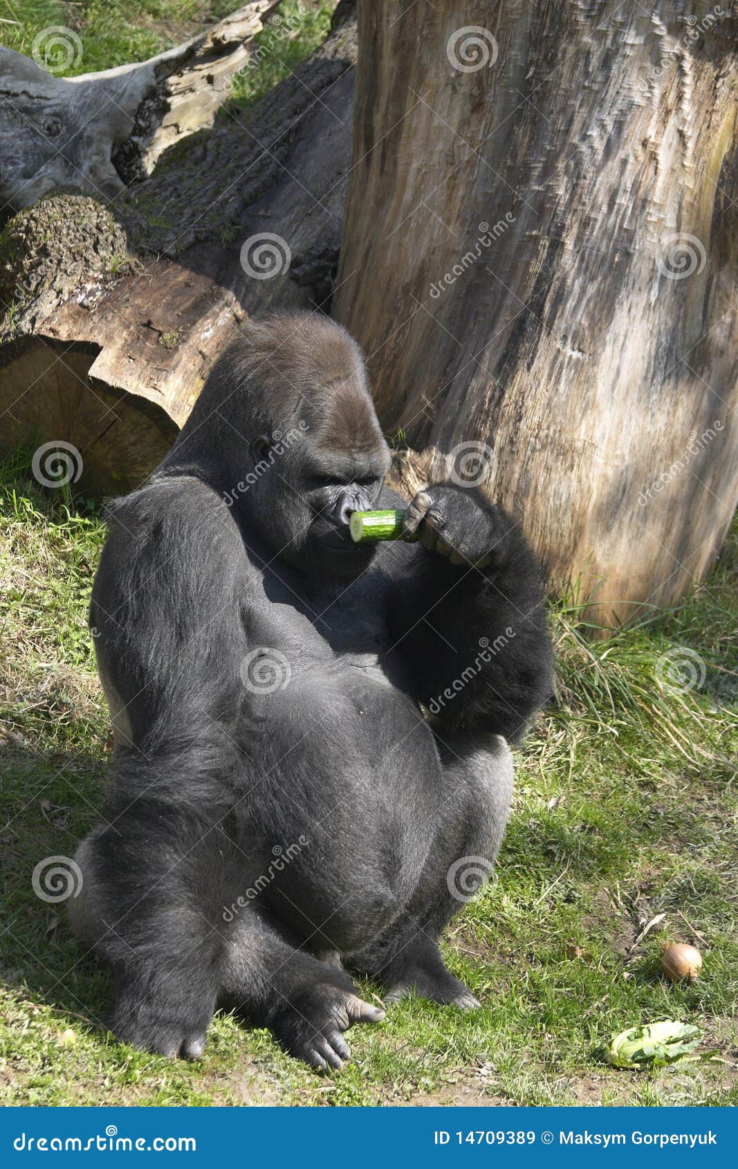 Big Gorilla Smelling a Cucumber Stock Image - Image of animal, cucumber ...