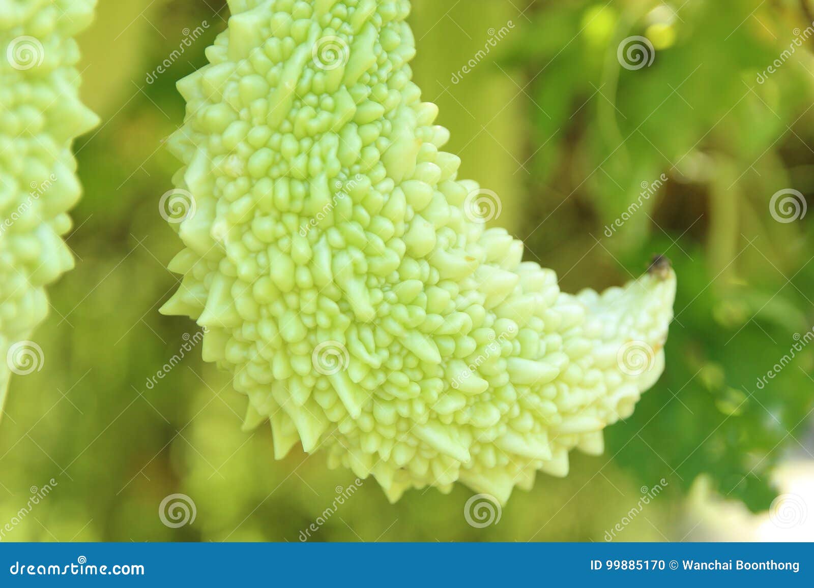 Big gourd stock photo. Image of green, genetically, gourd - 99885170