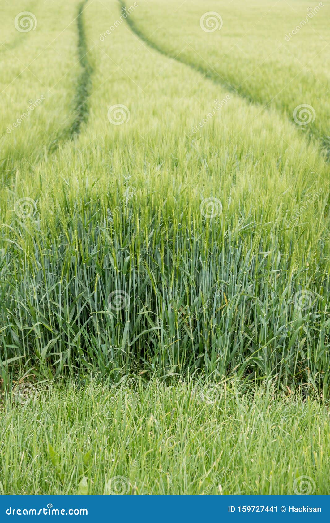 Big Grainfields in the Middle of the German Countryside Stock Image ...