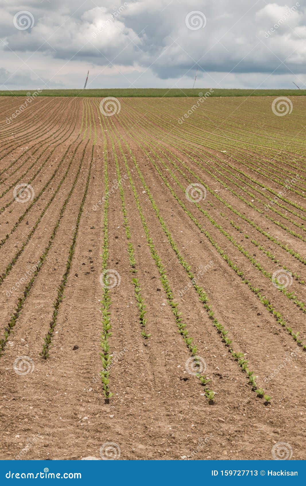 Big Grainfields in the Middle of the German Countryside Stock Image ...