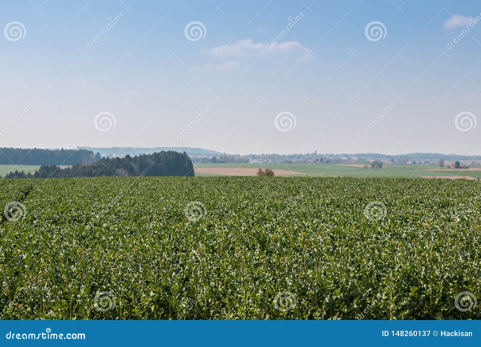 Big Grainfields in the Middle of the German Countryside with Hills ...