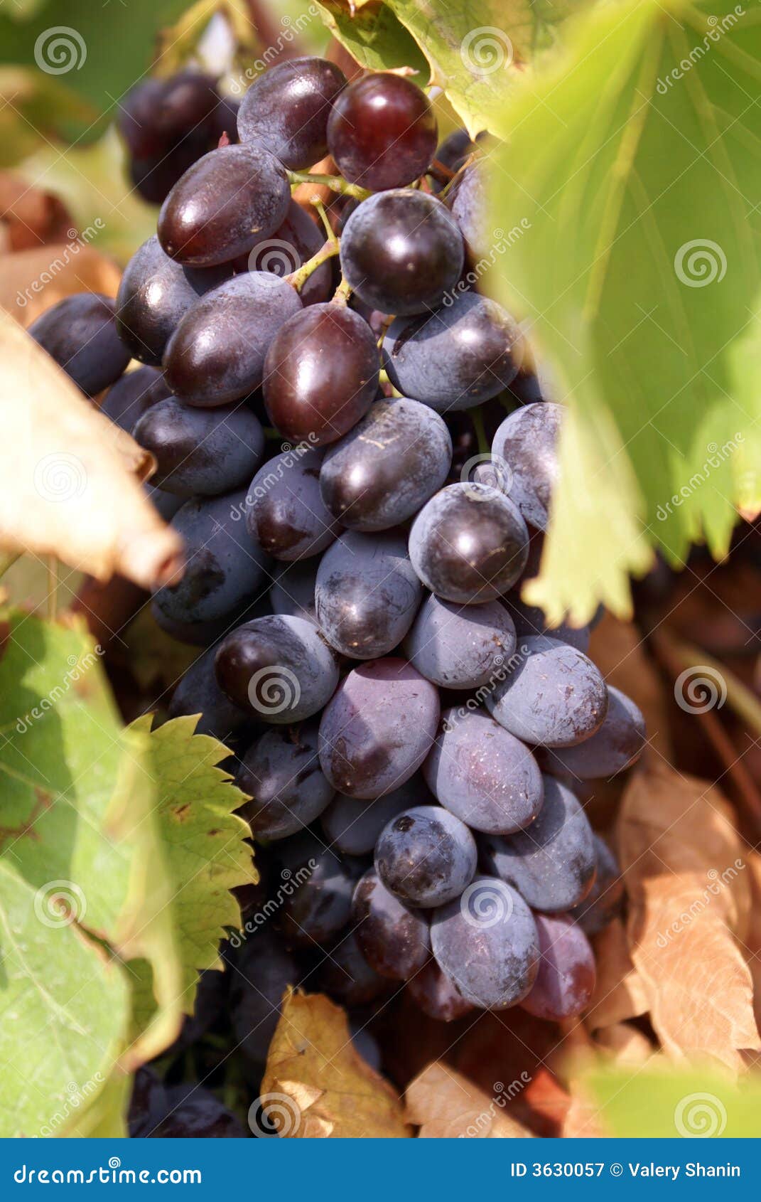 Big grape and leaves stock image. Image of bunch, isolated - 3630057