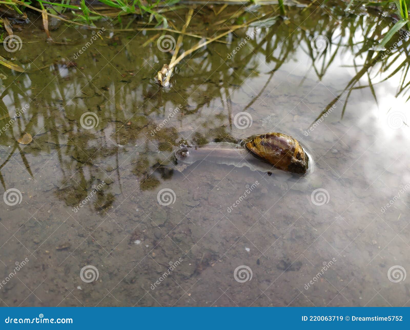 Big Grapevine Snail in Puddle after Heavy Rain Drowning and Crawling ...