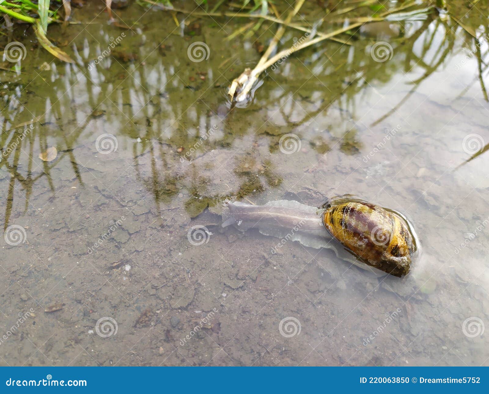 Big Grapevine Snail in Puddle after Heavy Rain Drowning and Crawling ...