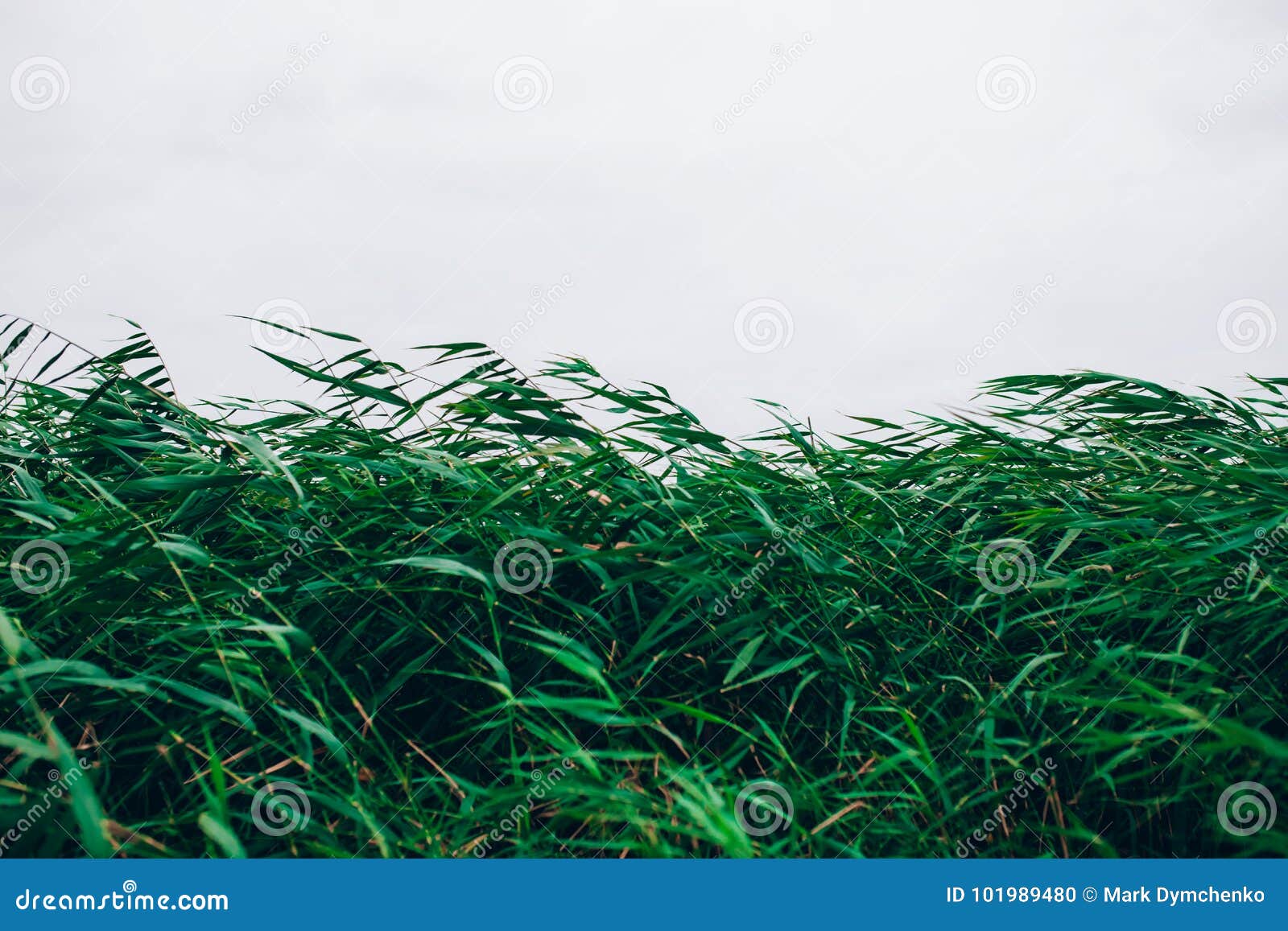 Big grass stock photo. Image of nature, isolated, morbisch - 101989480