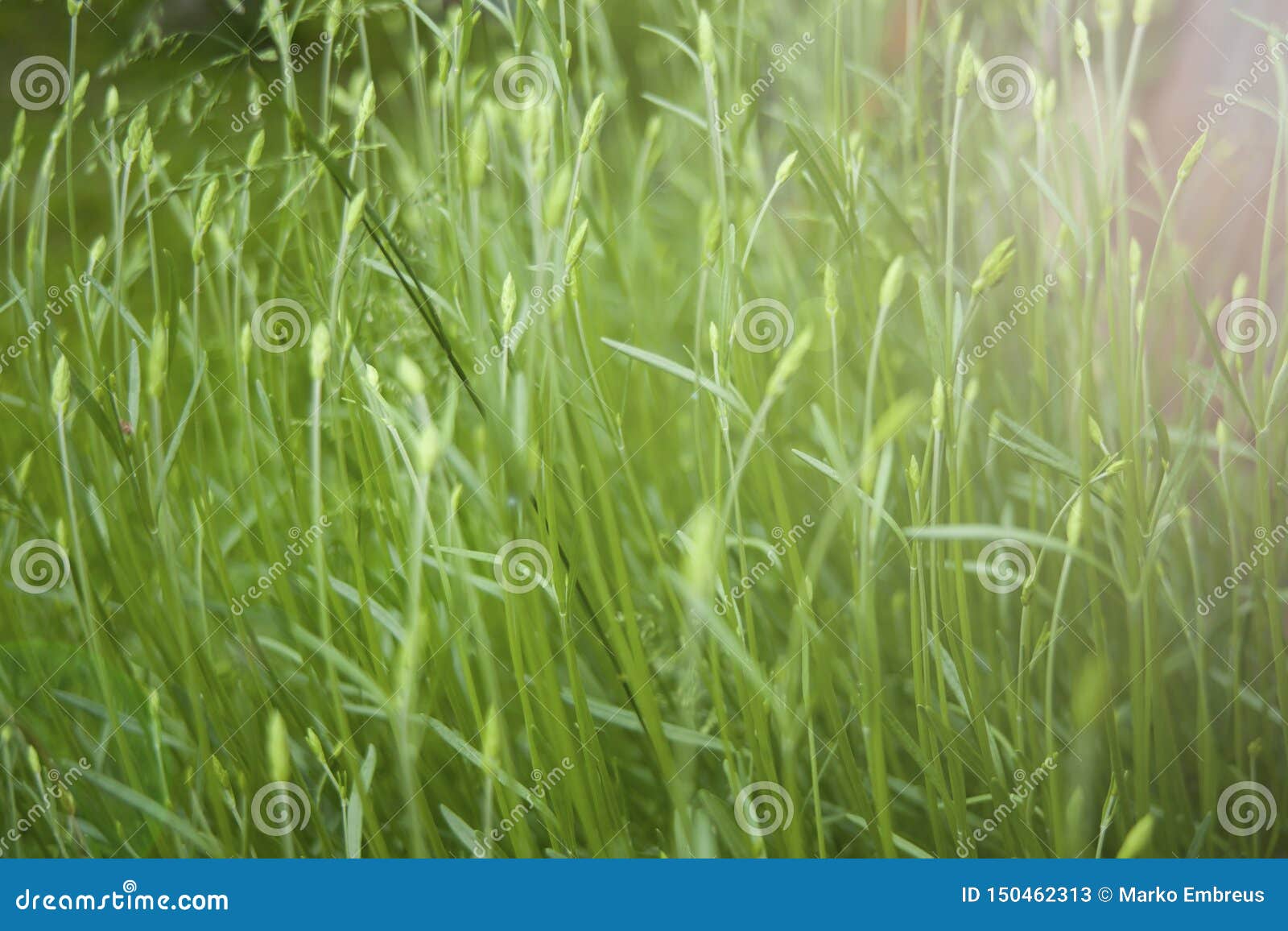 Big, long grass stock image. Image of meadow, abstract - 150462313