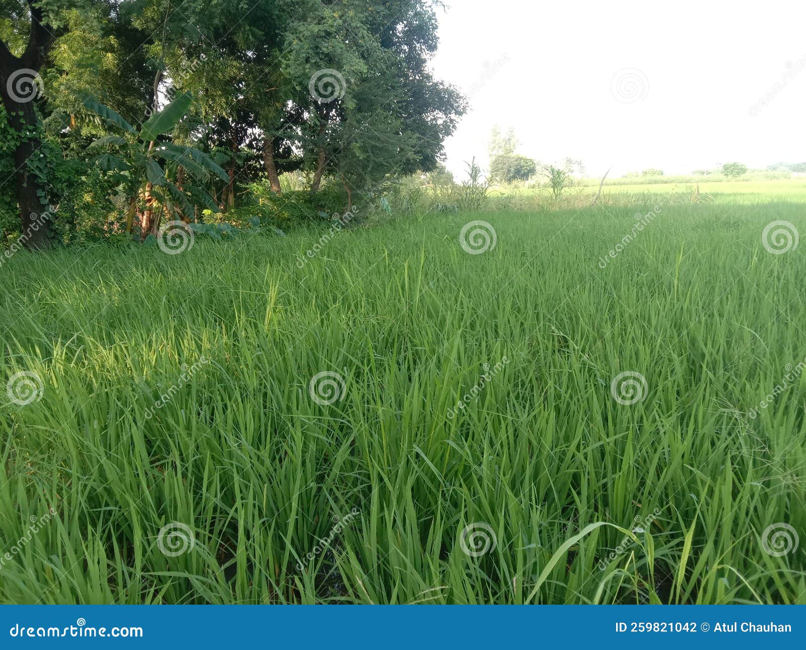 Big Grass Field in the Agricultural Field Stock Photo - Image of spring ...