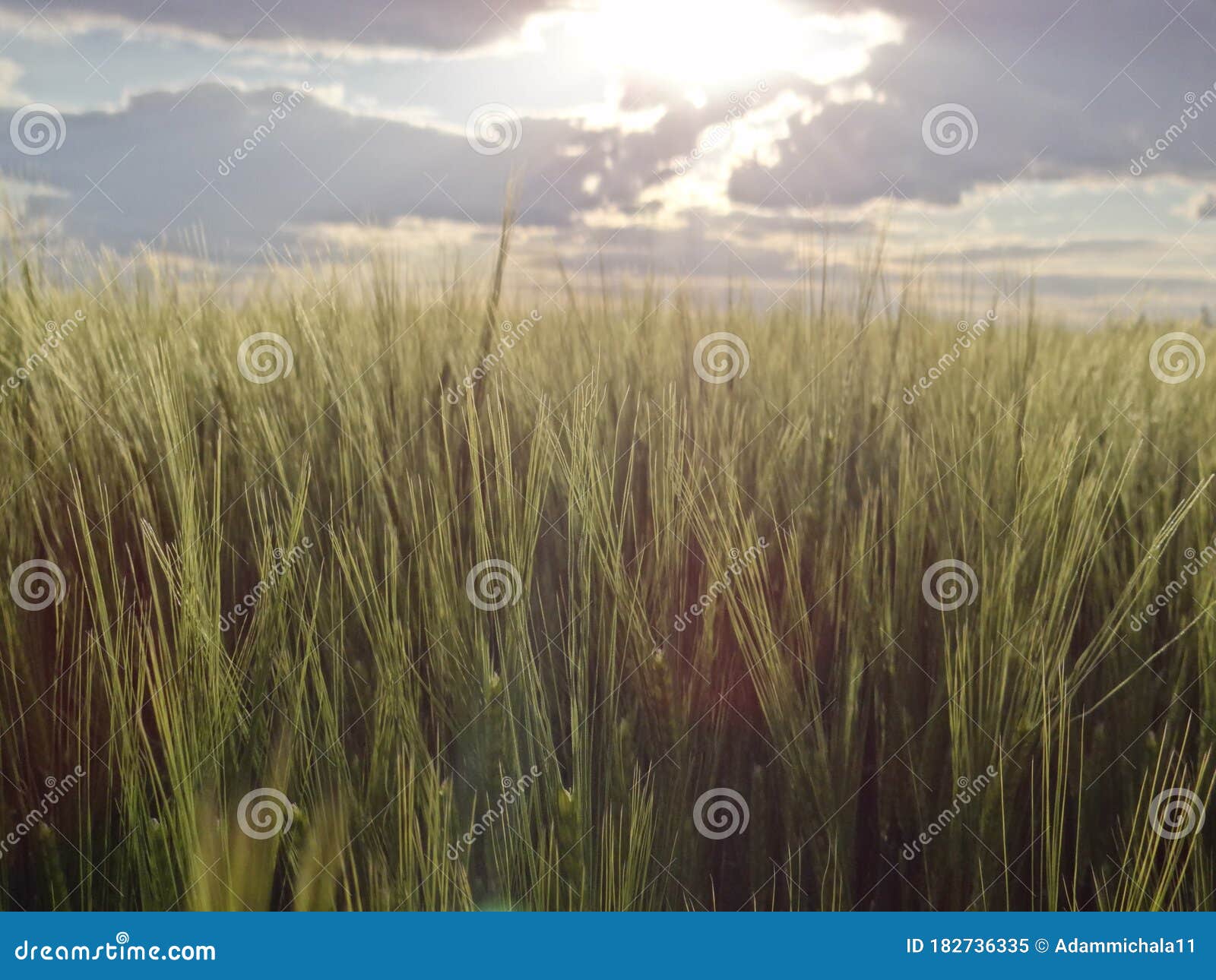 Big grass on the field stock image. Image of plant, grassland - 182736335