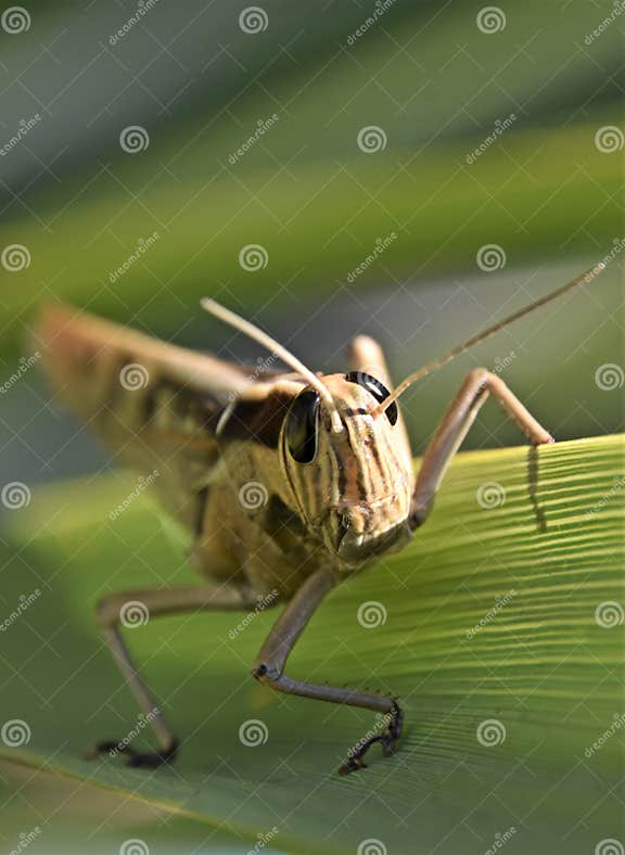 A big Grasshopper stock image. Image of stellenbosch - 255255901