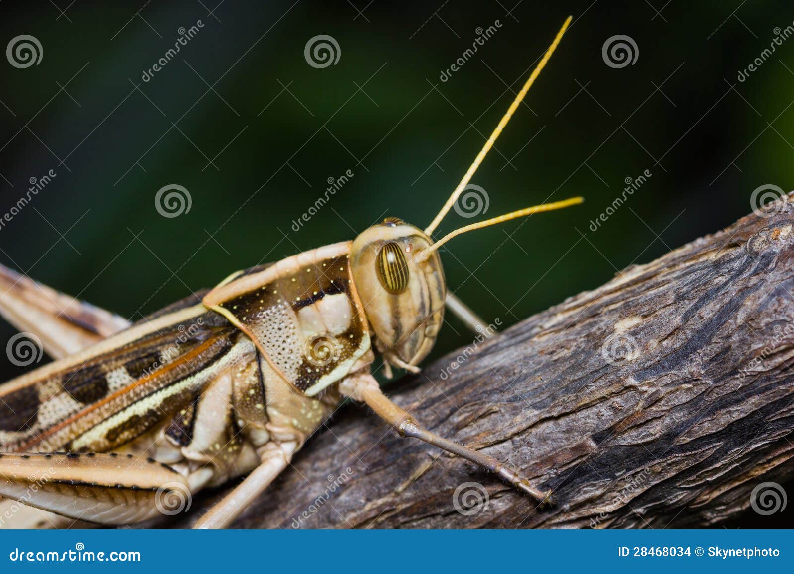 Big Grasshopper stock photo. Image of grasshopper, cricket - 28468034