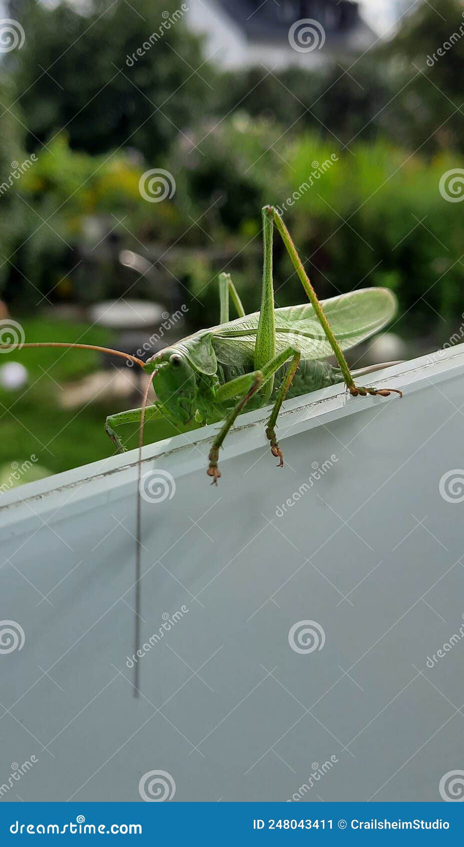 A Big Grasshopper on Glass at Balcony in a Garden Stock Image - Image ...