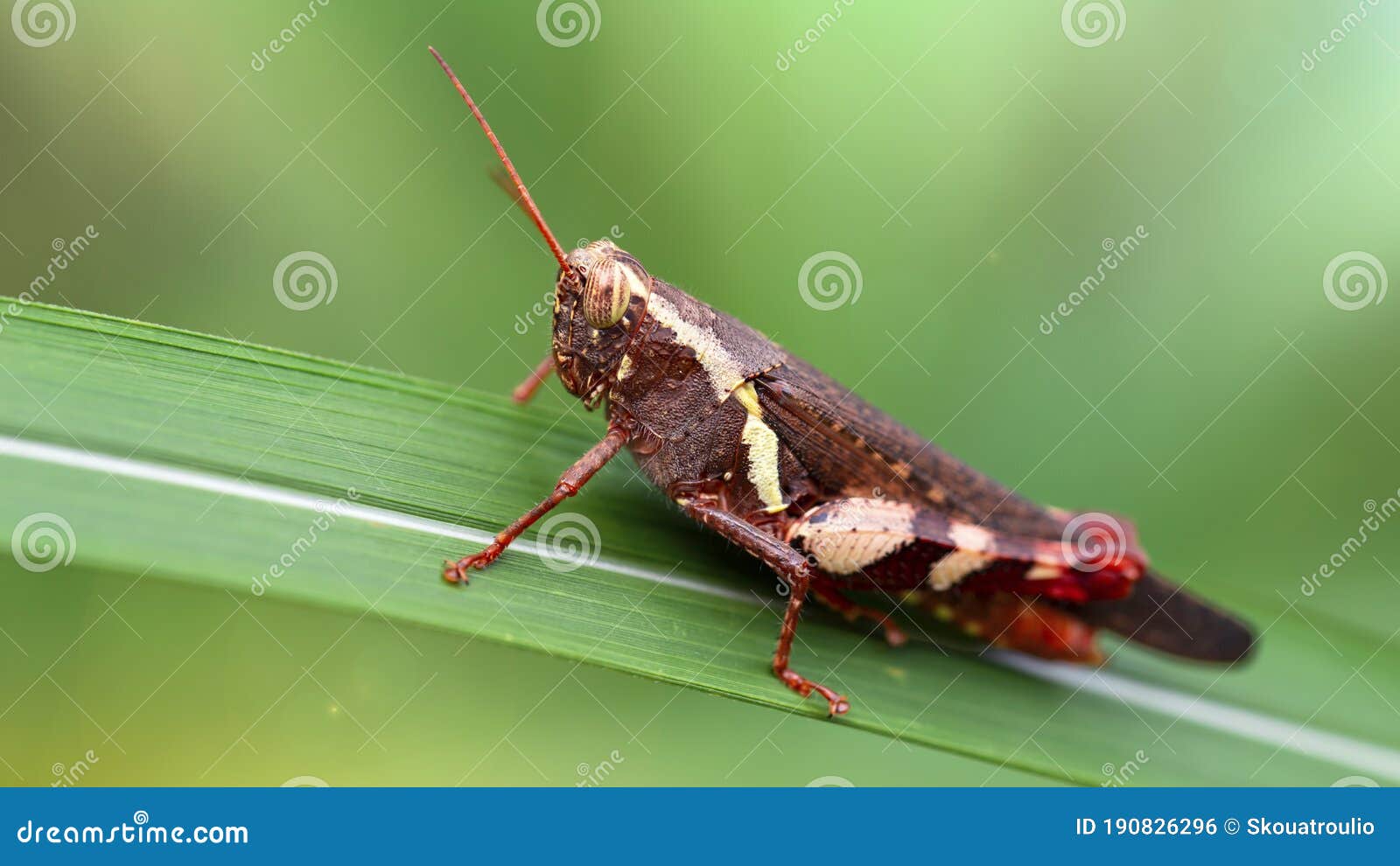 Macro Photography of a Big Multicolored Motley Grasshopper Resting on a ...