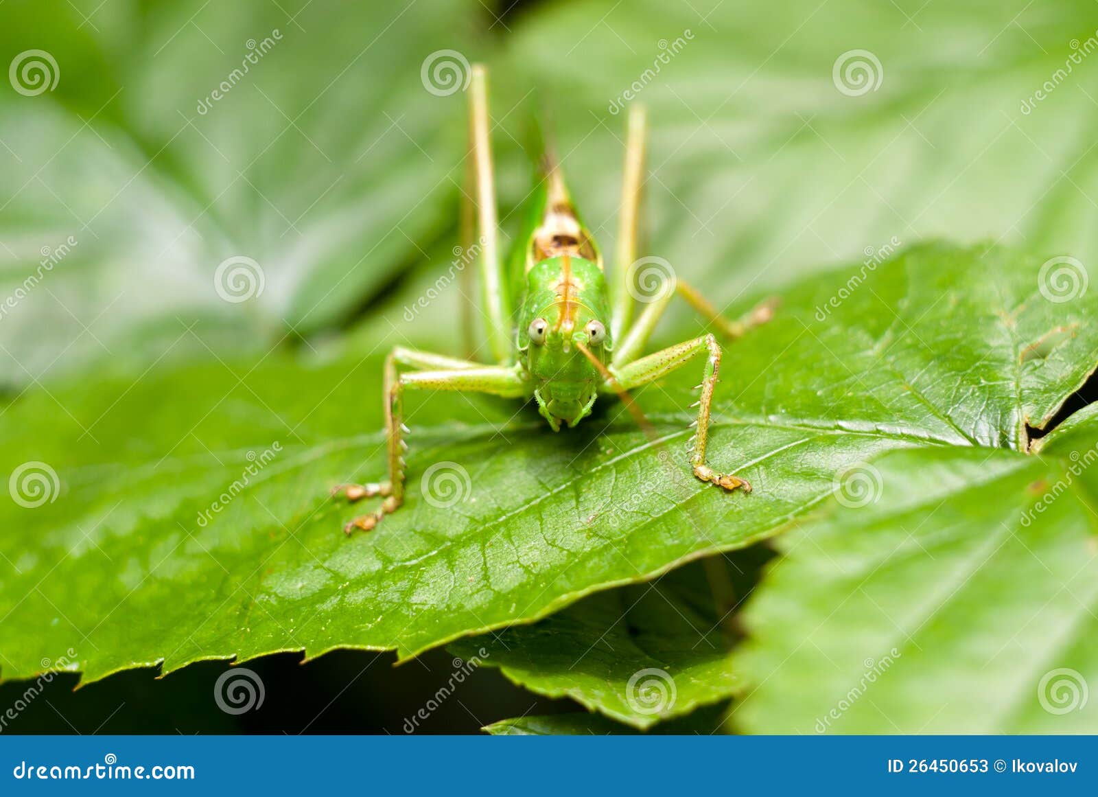 Big Grasshopper Over Green Leaf Looking in Macro Stock Image - Image of ...