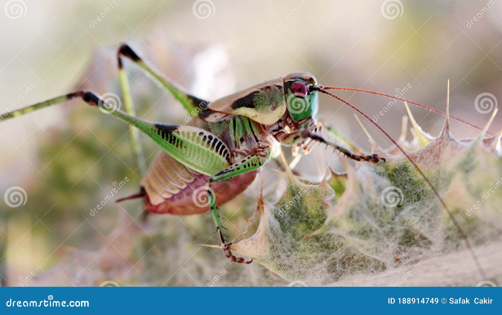 Grasshopper On A Thorn. Beautiful Photos Of Small Insects. Stock Image ...