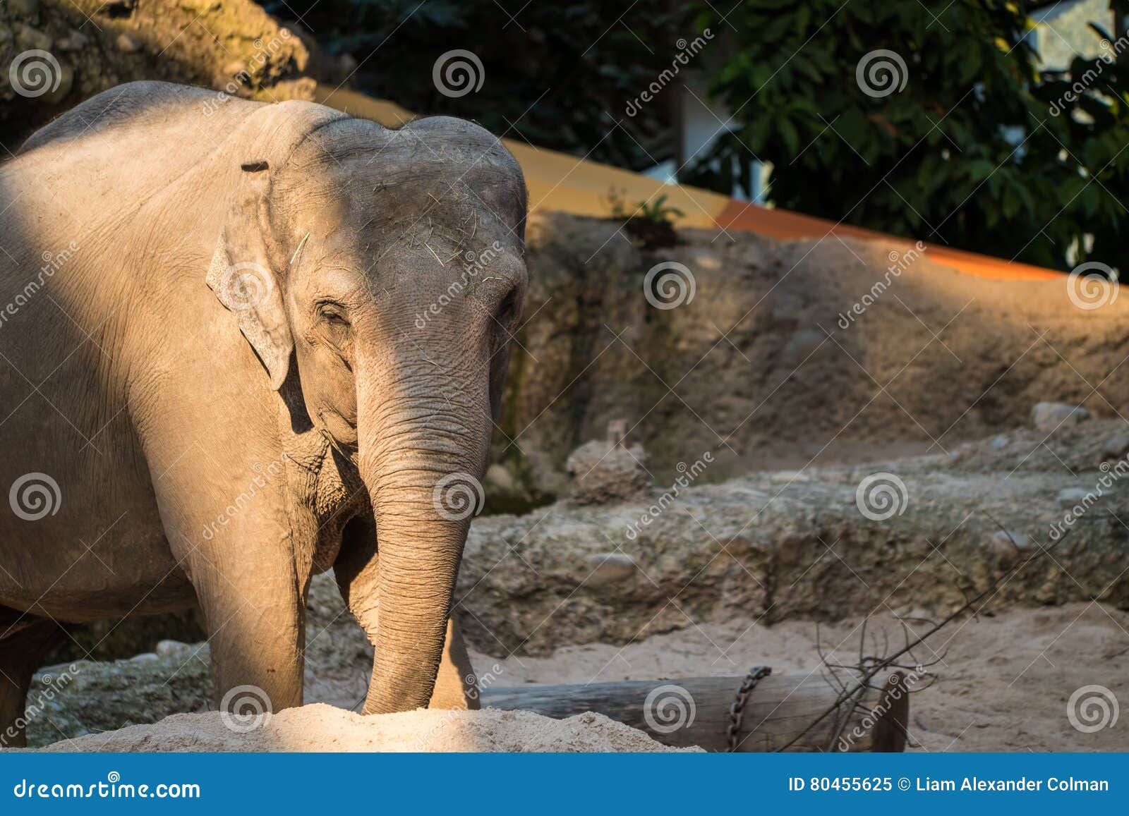 Big, Gray Animal Standing in Front of Trees Stock Image - Image of ...