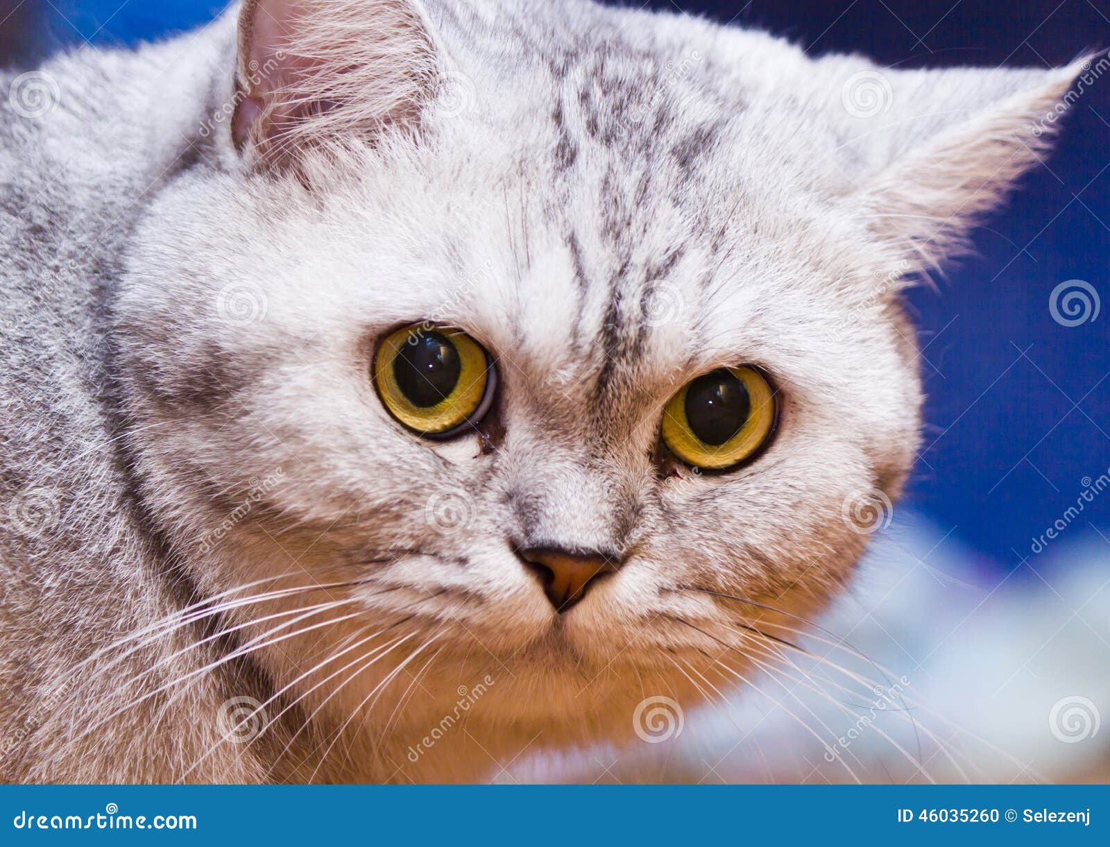 Big gray cat stock photo. Image of large, face, nose - 46035260