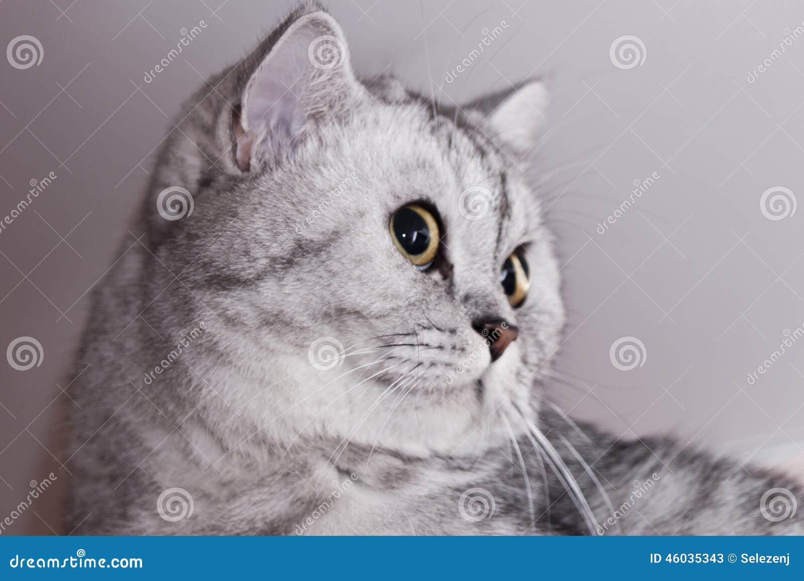 Big gray cat stock image. Image of fold, collar, grey - 46035343